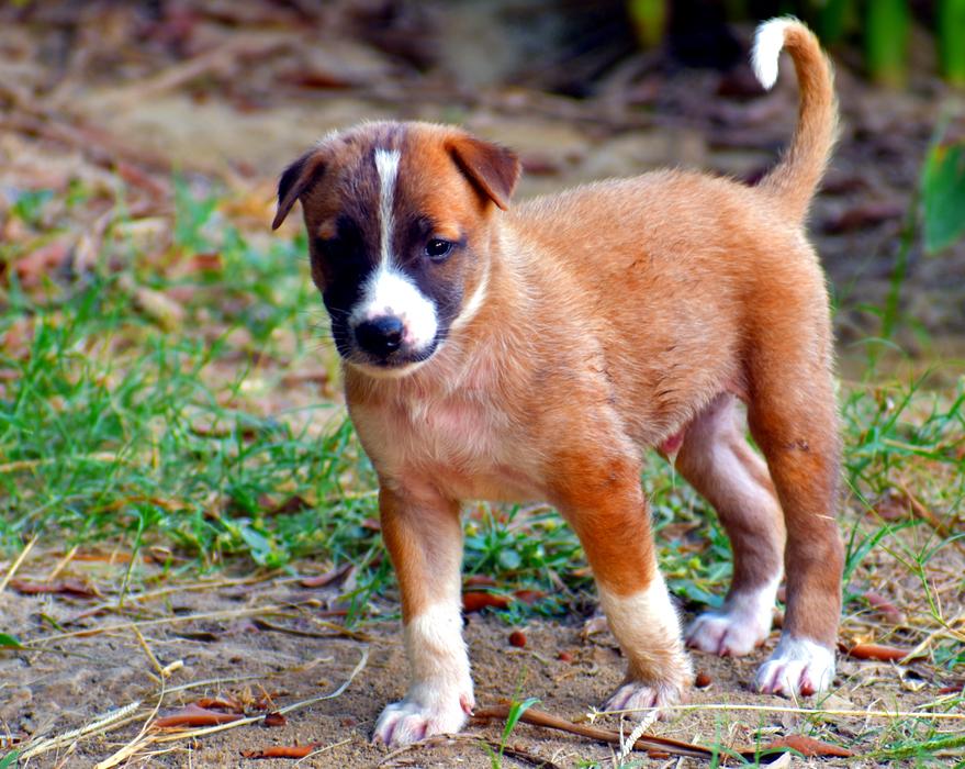 Puppy Pup Dog free image download