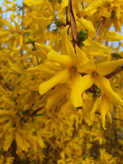 Yellow Kvіtka Spring free image download
