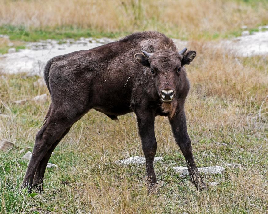 Bison Europe Young Baby free image download