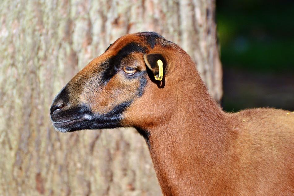 Sheep Animals Wool Flock free image download