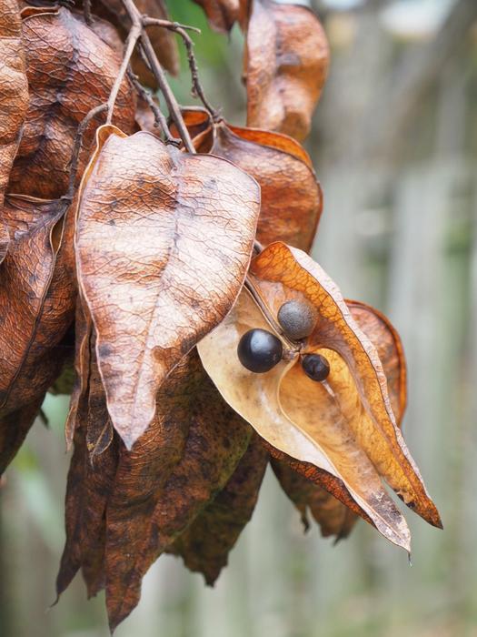 Seed Pod Dried free image download