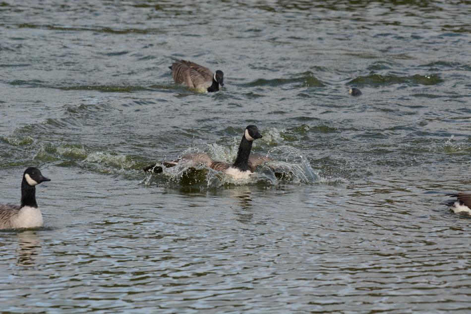 Canada Geese Washing free image download