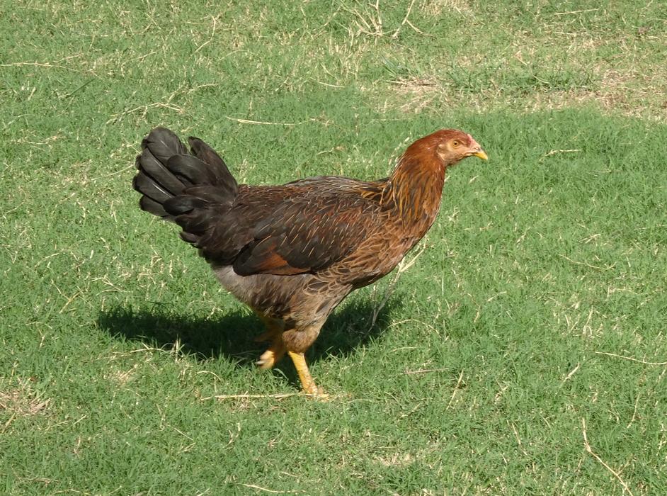 Chicken Hen Bird free image download
