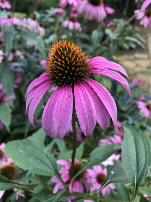 Coneflower Nature Cone Flower free image download