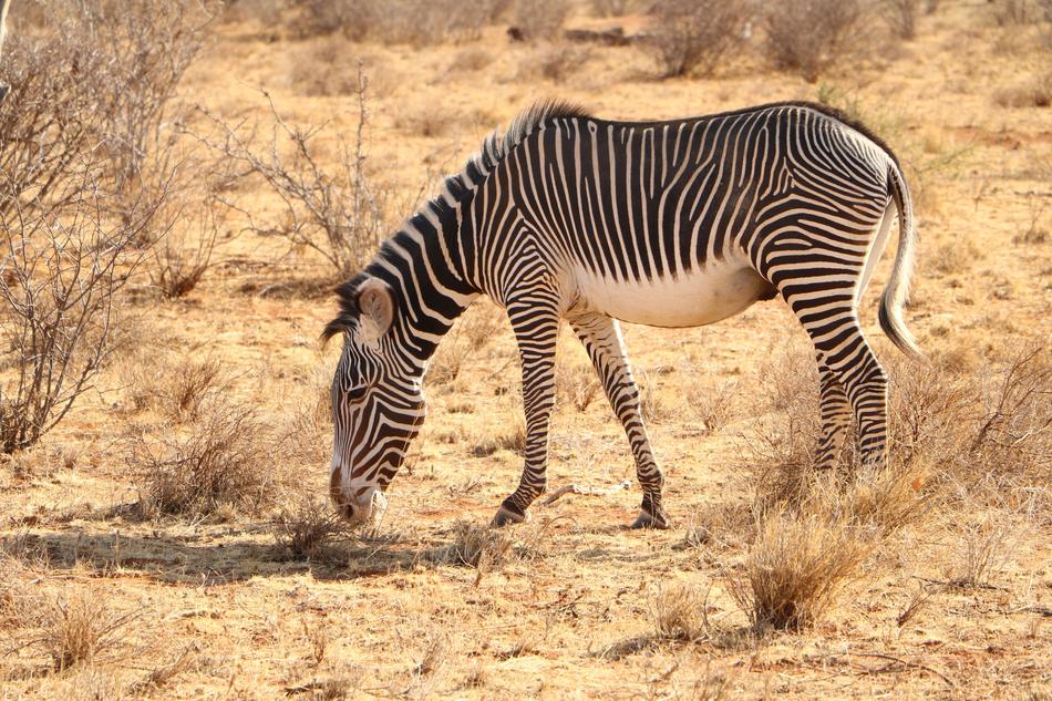 Zebra Strips Wild free image download