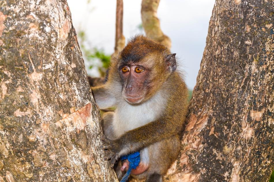 Monkey Nature Animal free image download