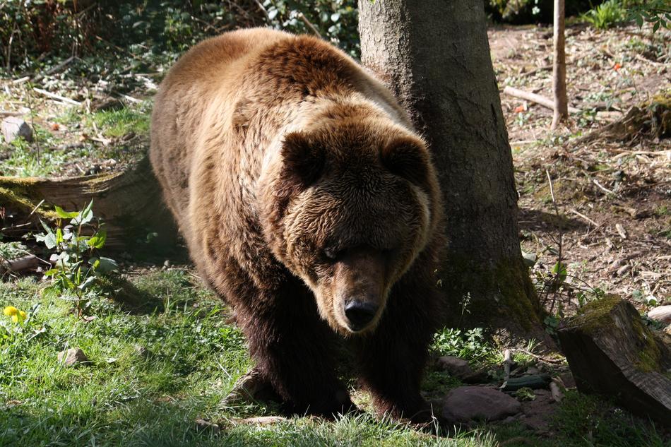 Bear Tree Mammal free image download