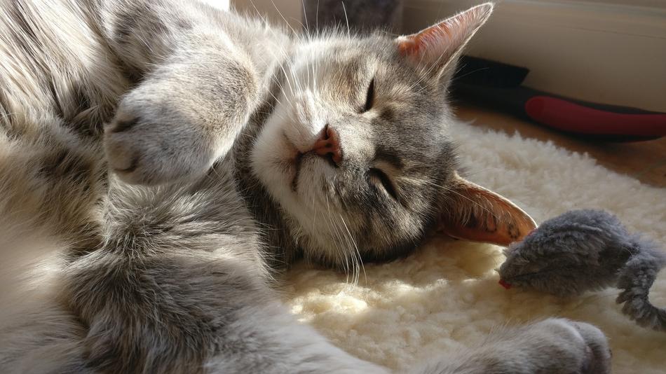 Cute Animal Fur free image download