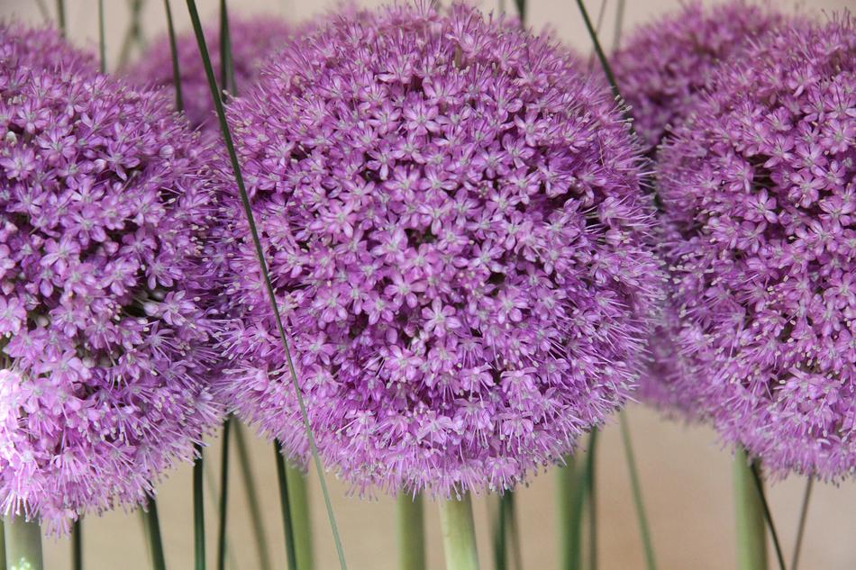 Ornamental Onion Plant Purple free image download