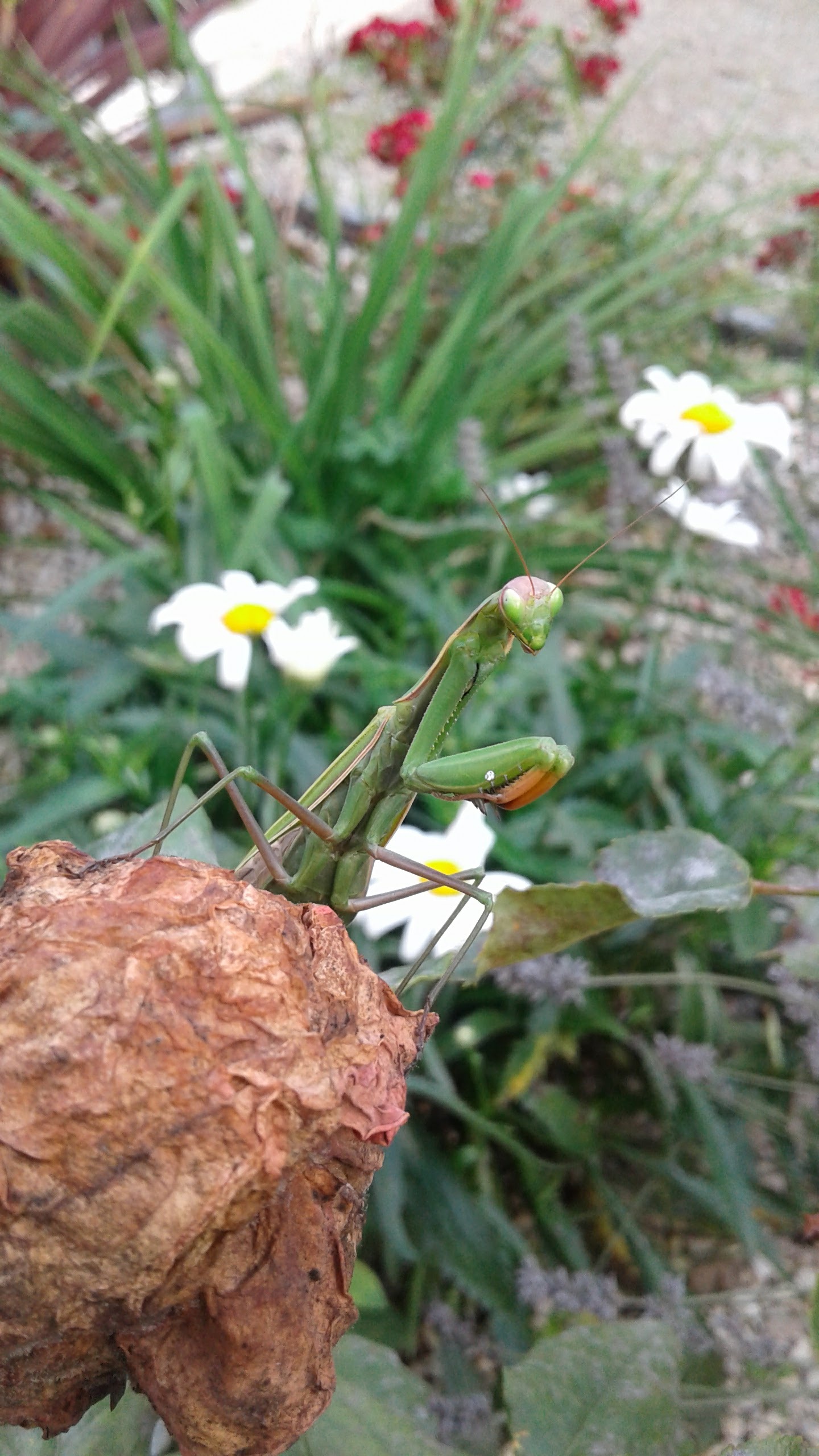 Mantis Leaf Insect free image download