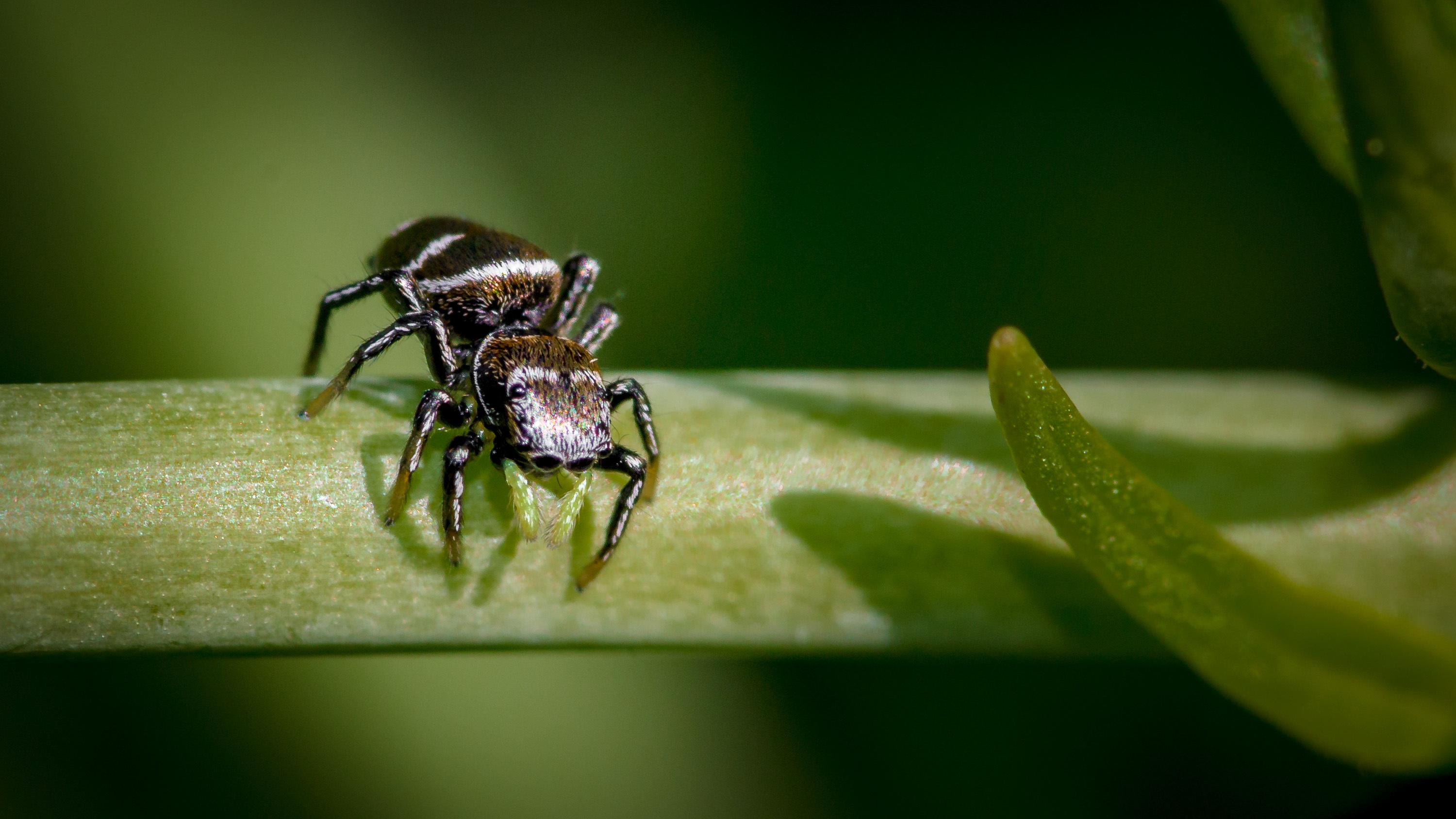 Spider sitting on the grass free image download