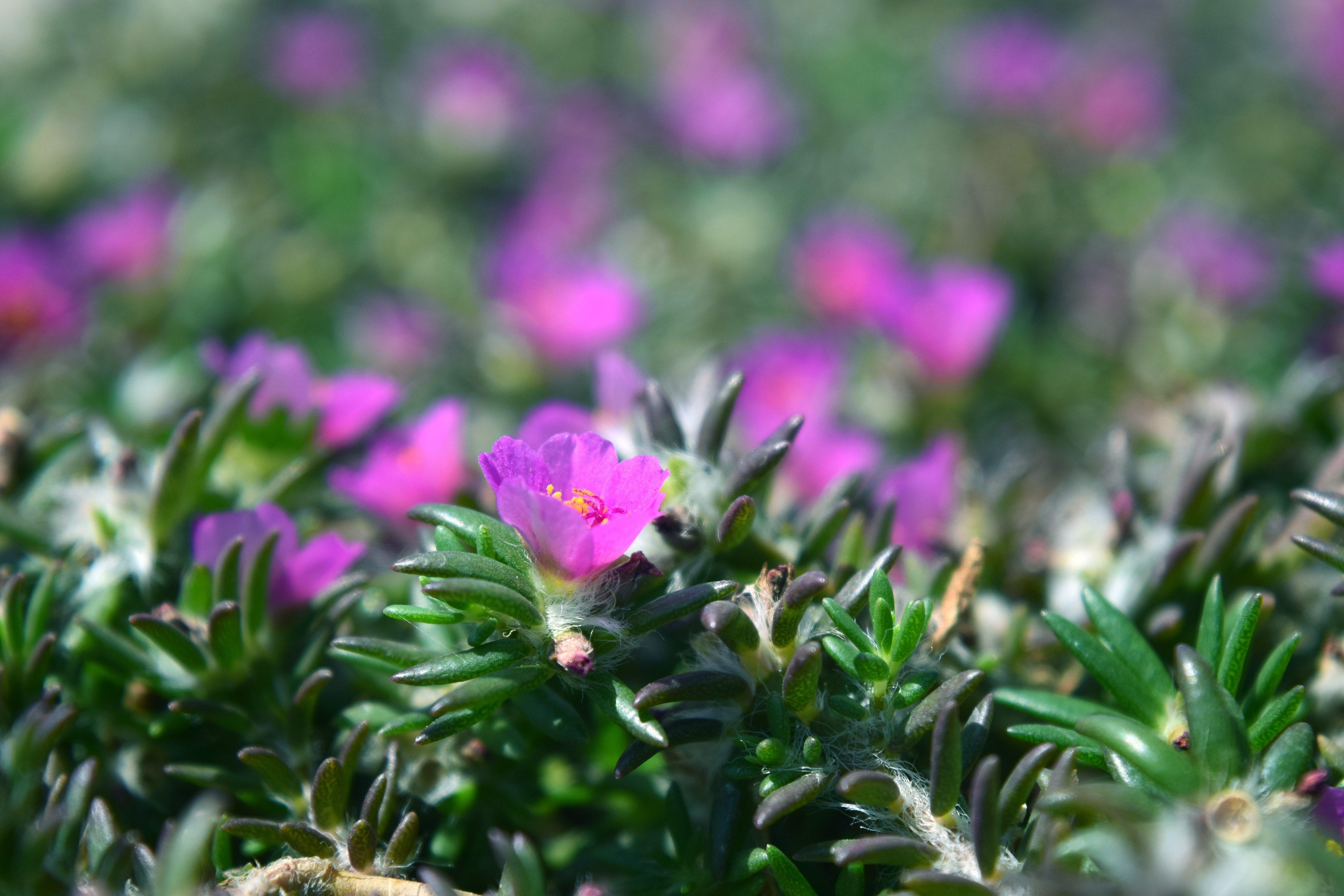 Flower Grass Rosemary free image download