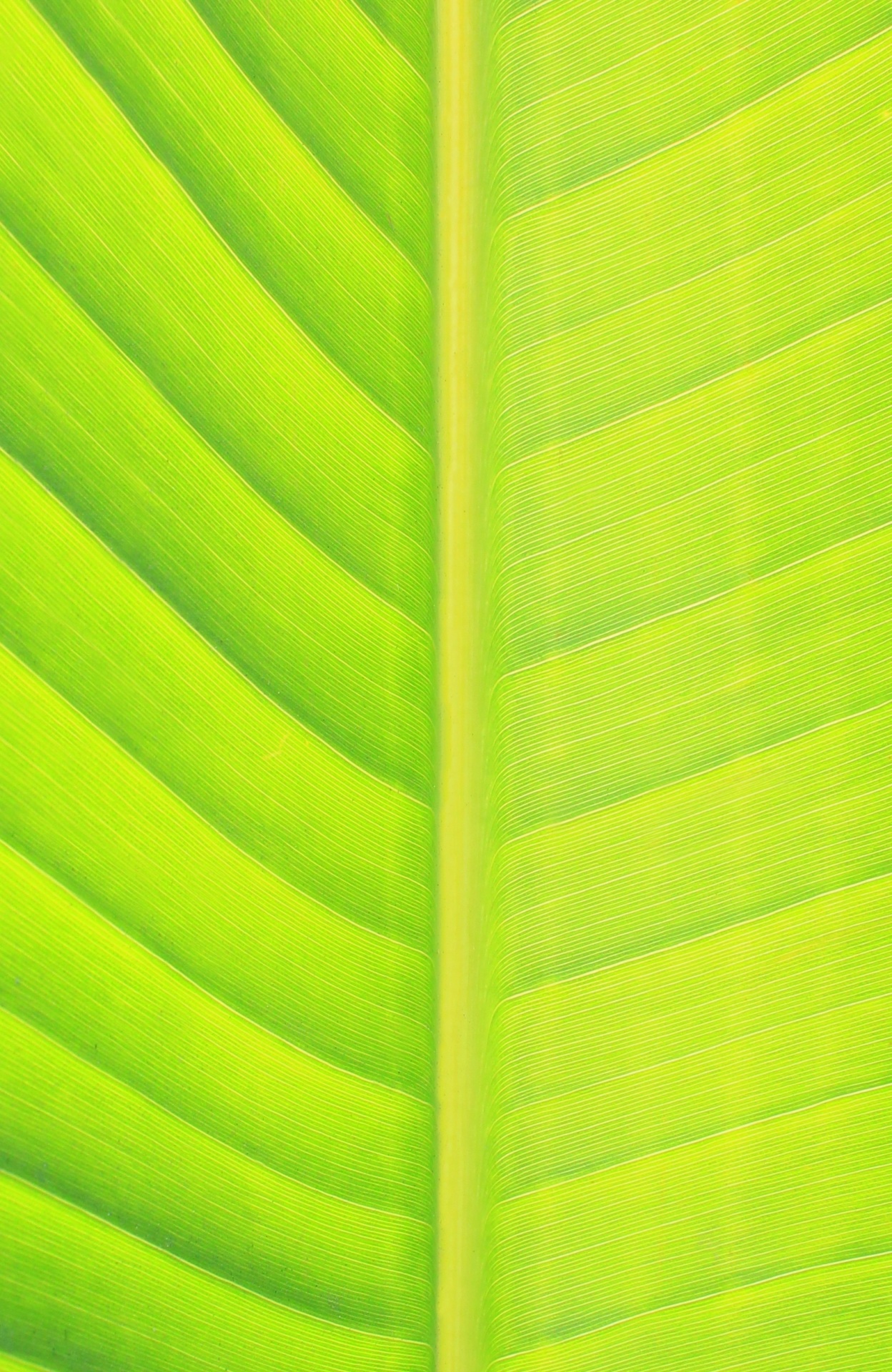 Leaf Green Nature free image download
