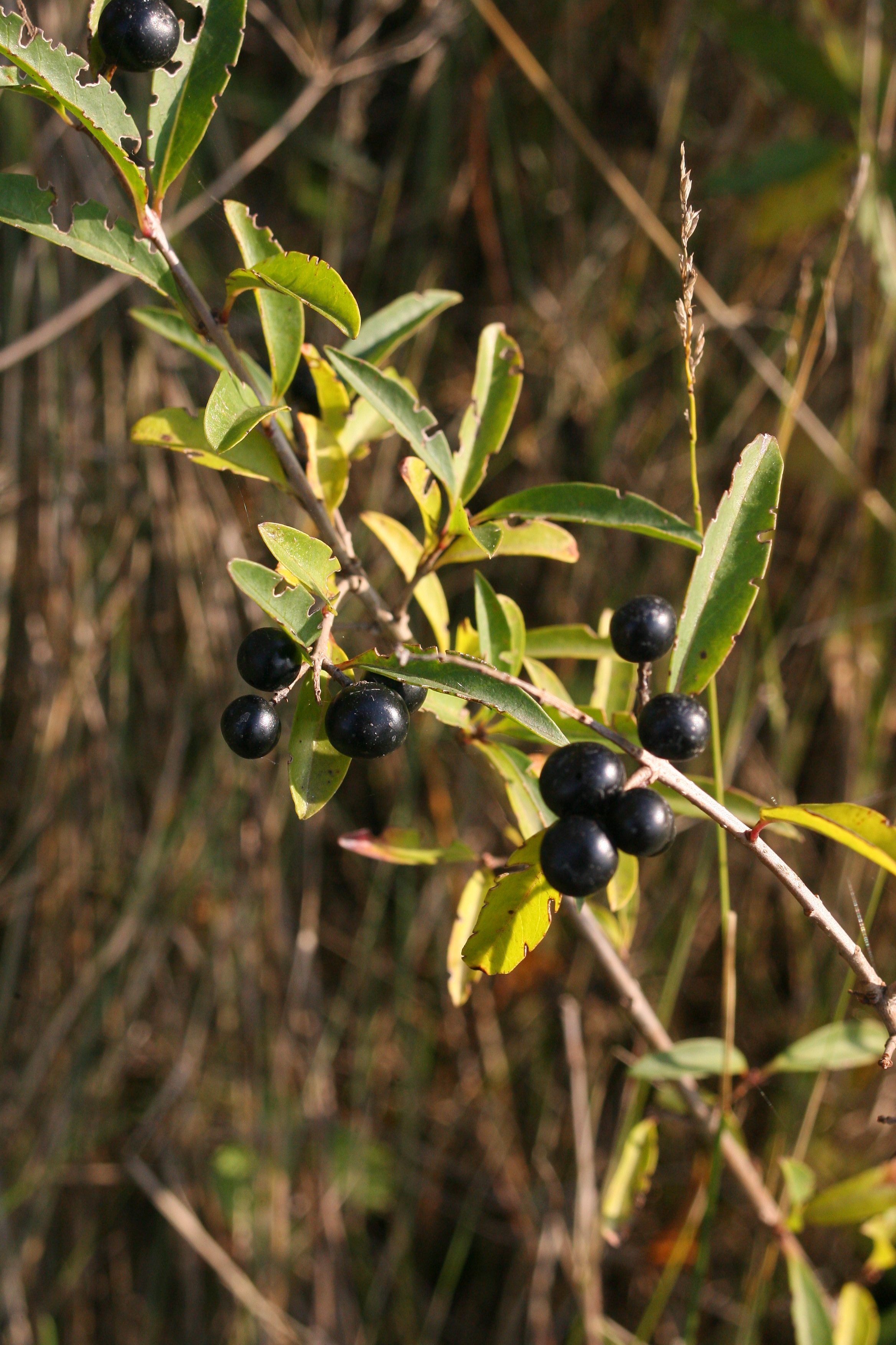 Black Berries Macro Berry free image download