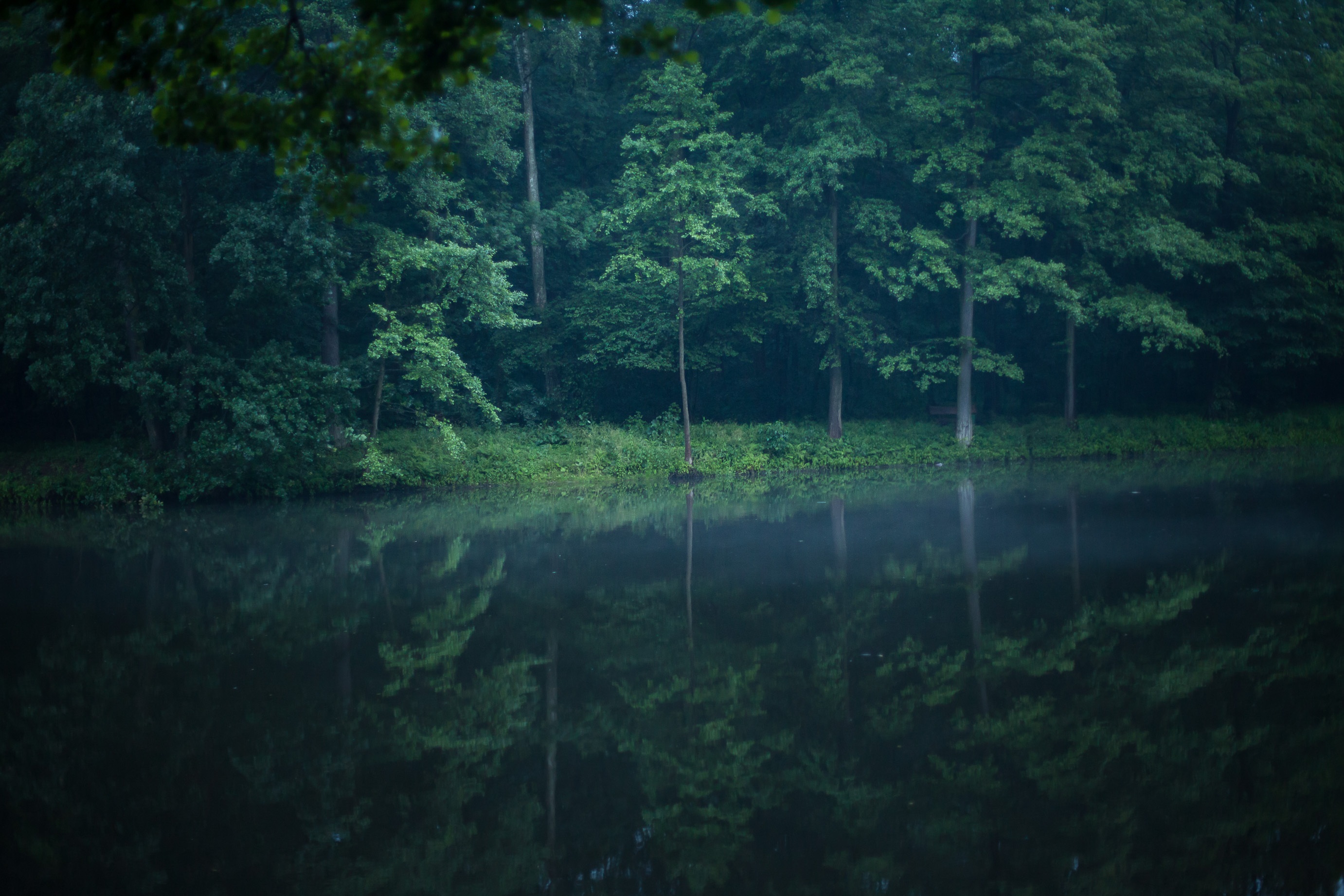 Forest Lake Water free image download