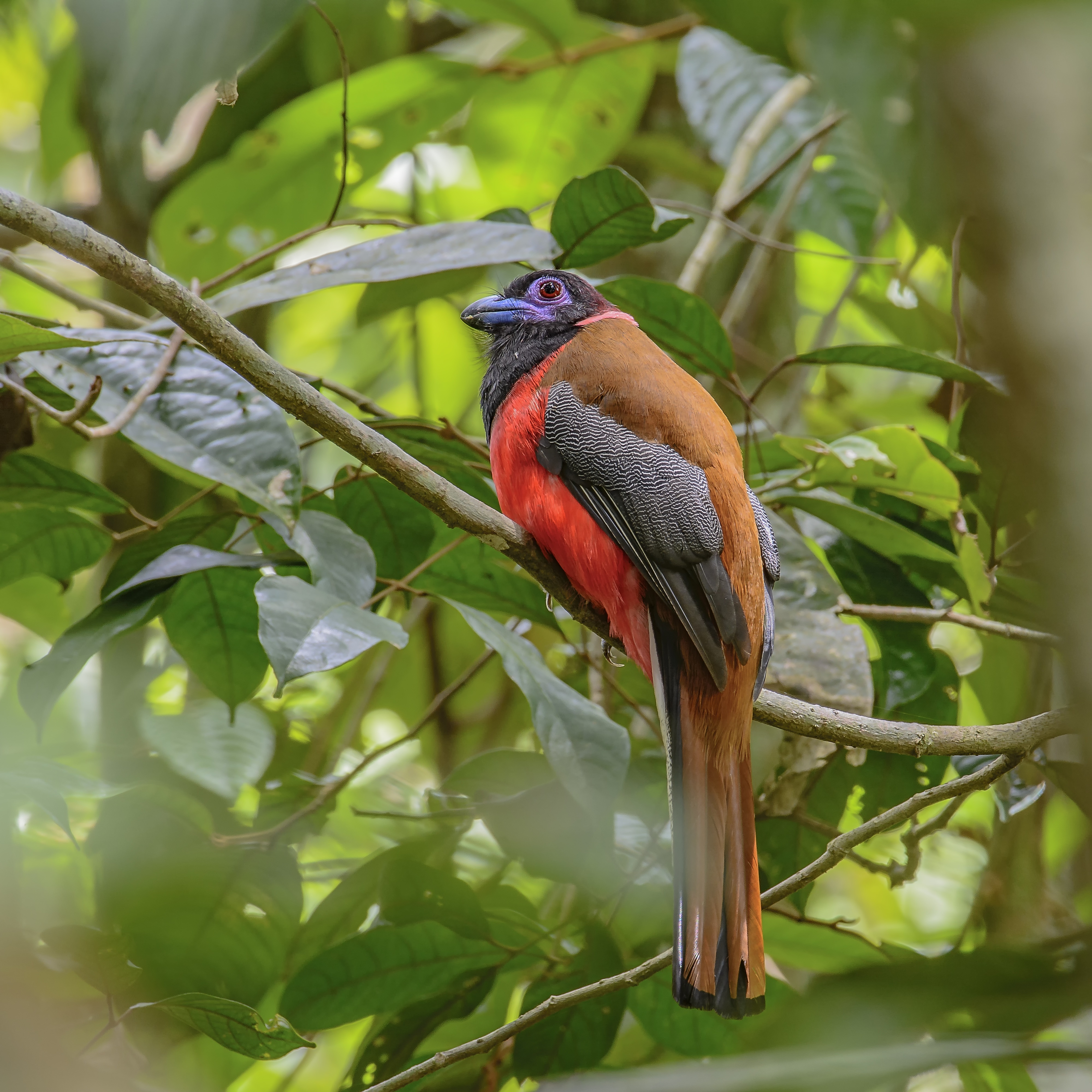 Bird Malaysia Birds Bite The free image download