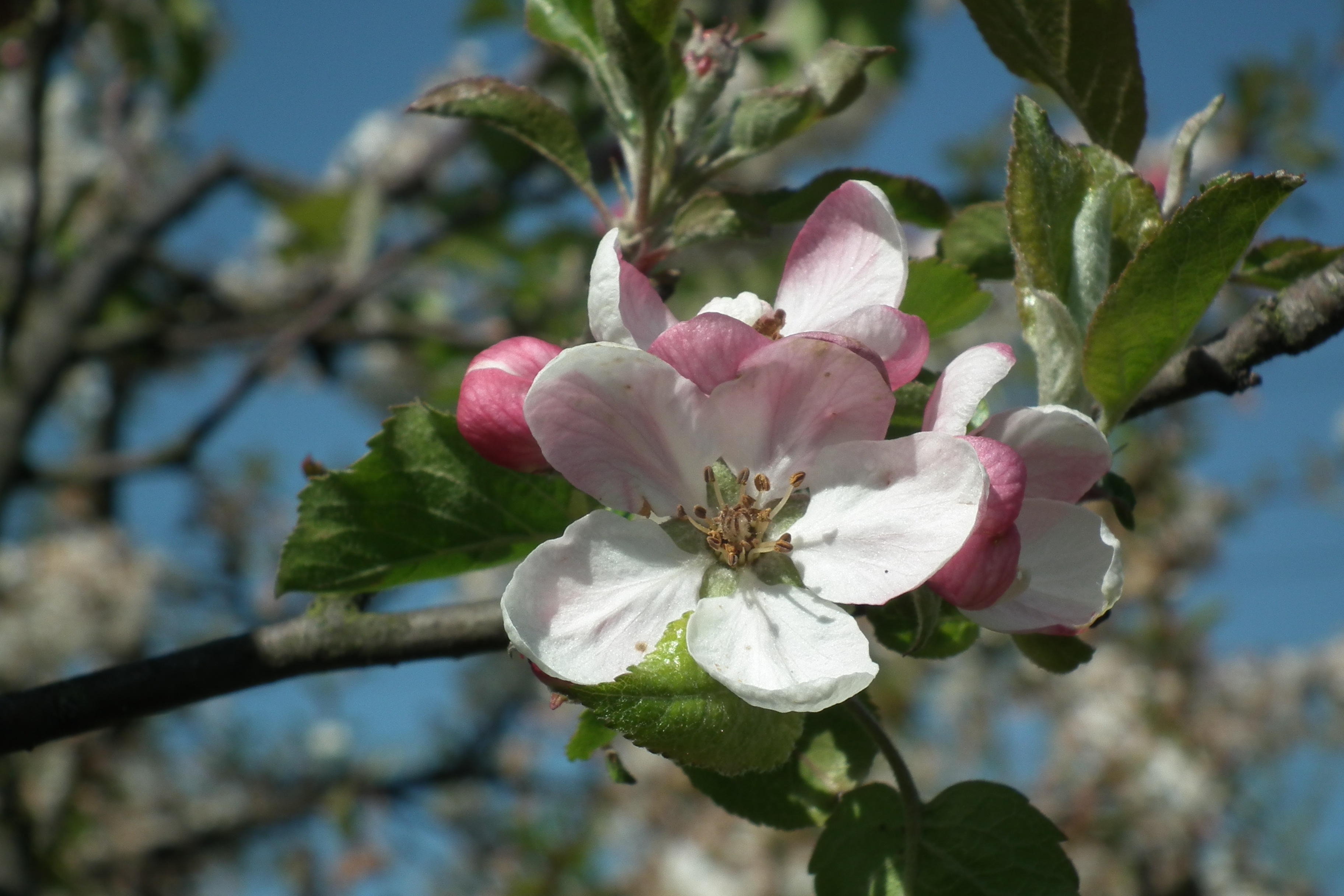 Tree Apple Flower free image download