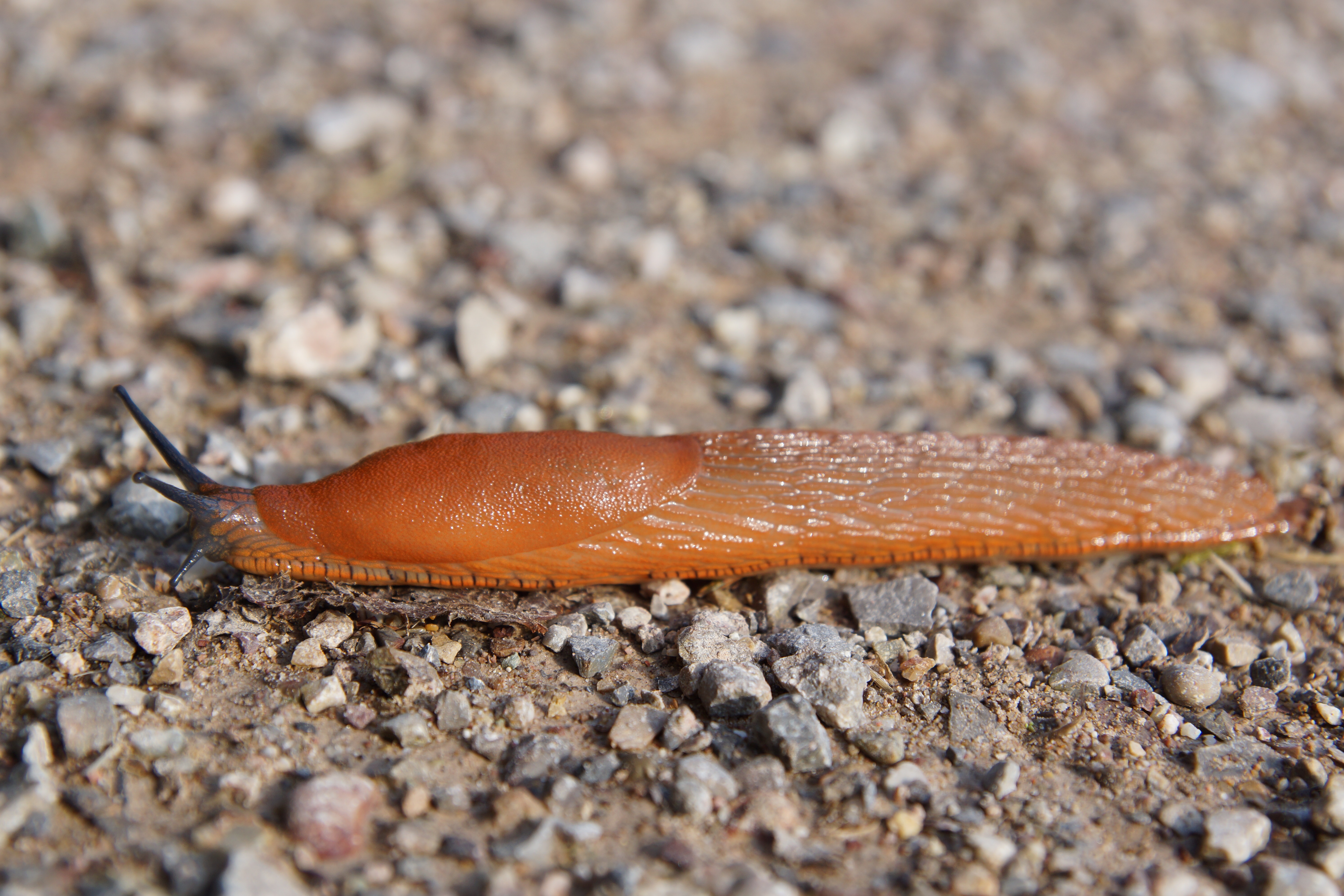 Slug Snail Animal free image download