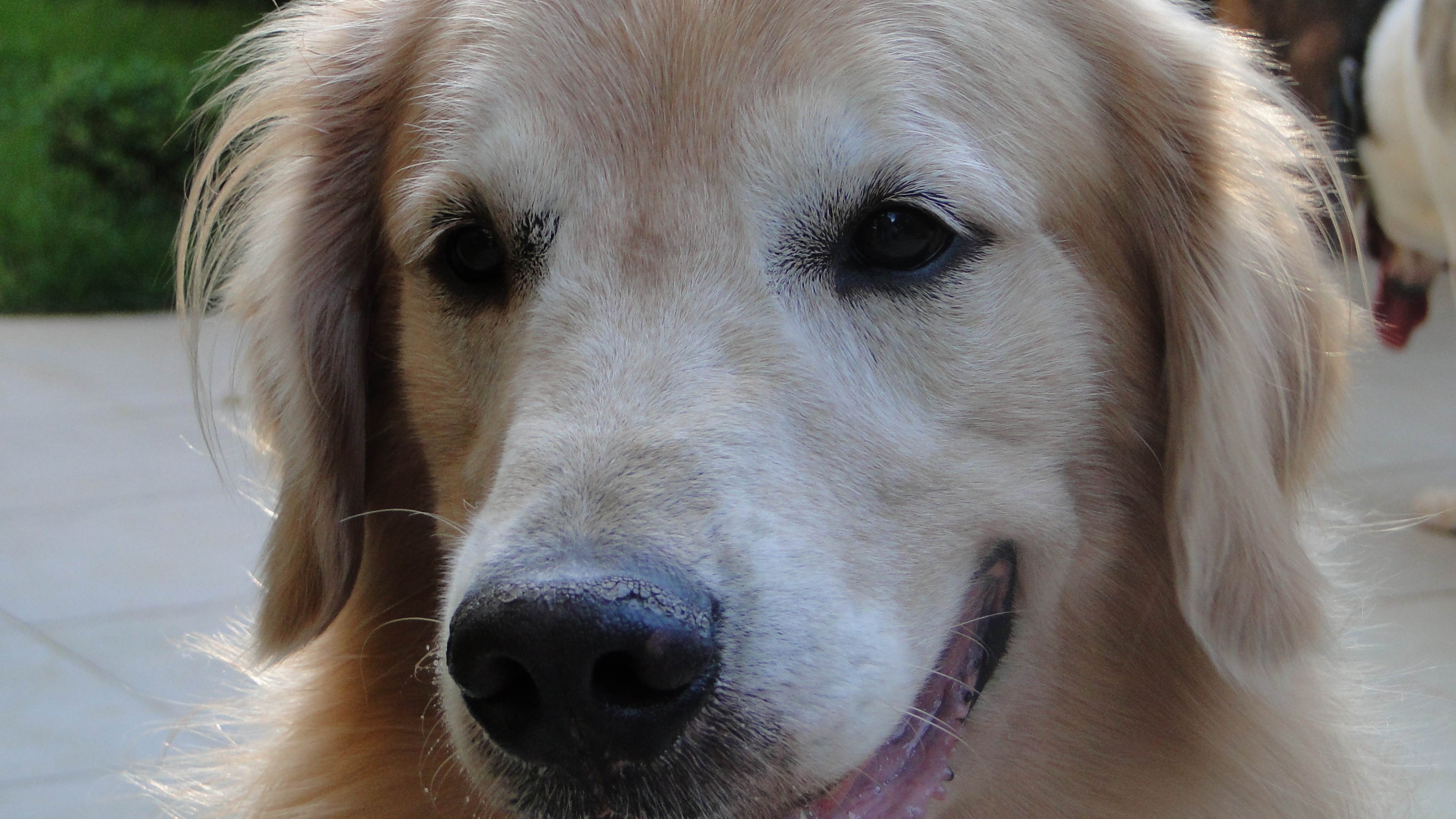 Dog Pet free image download