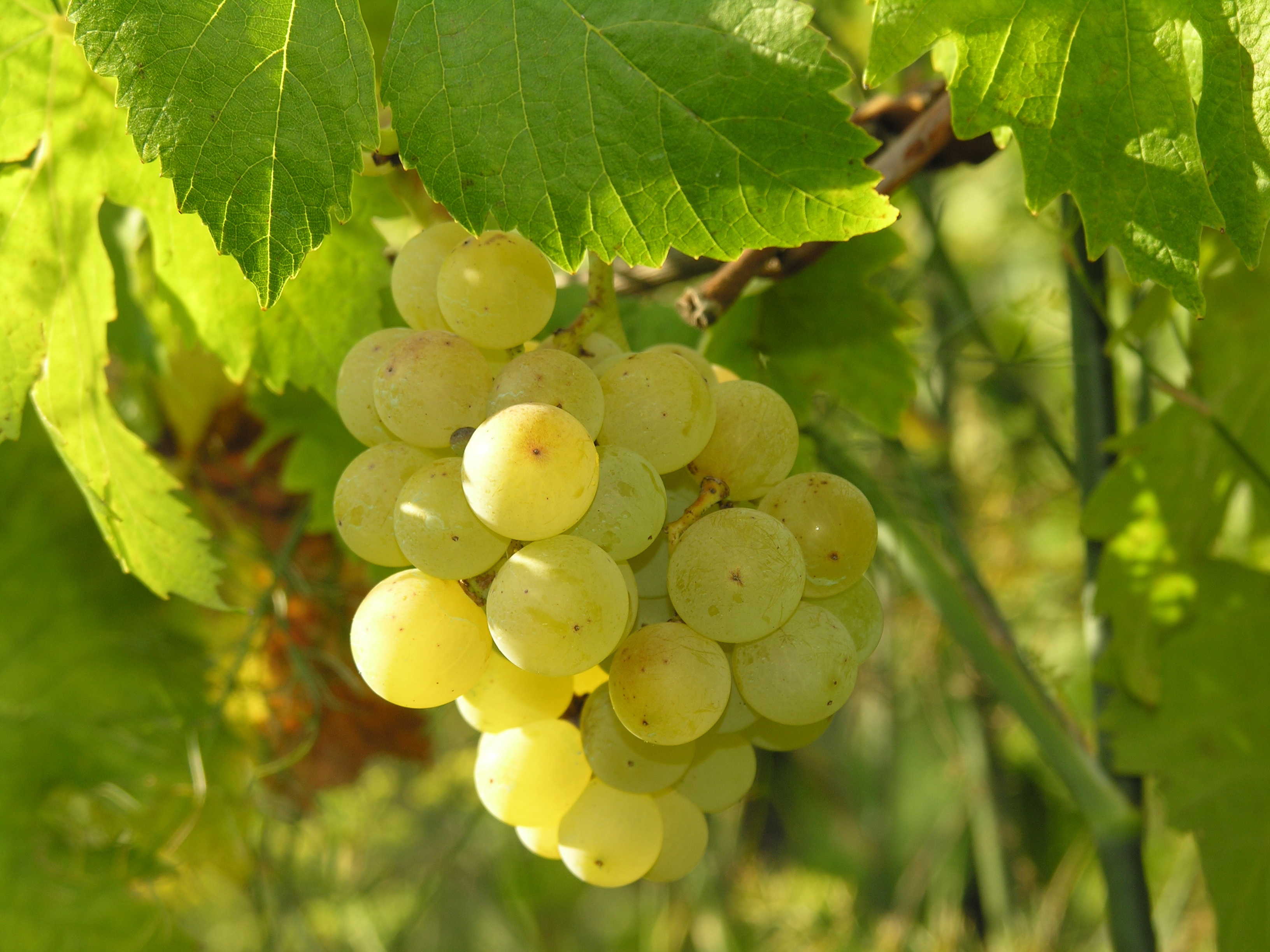 Grapevine in the garden free image download