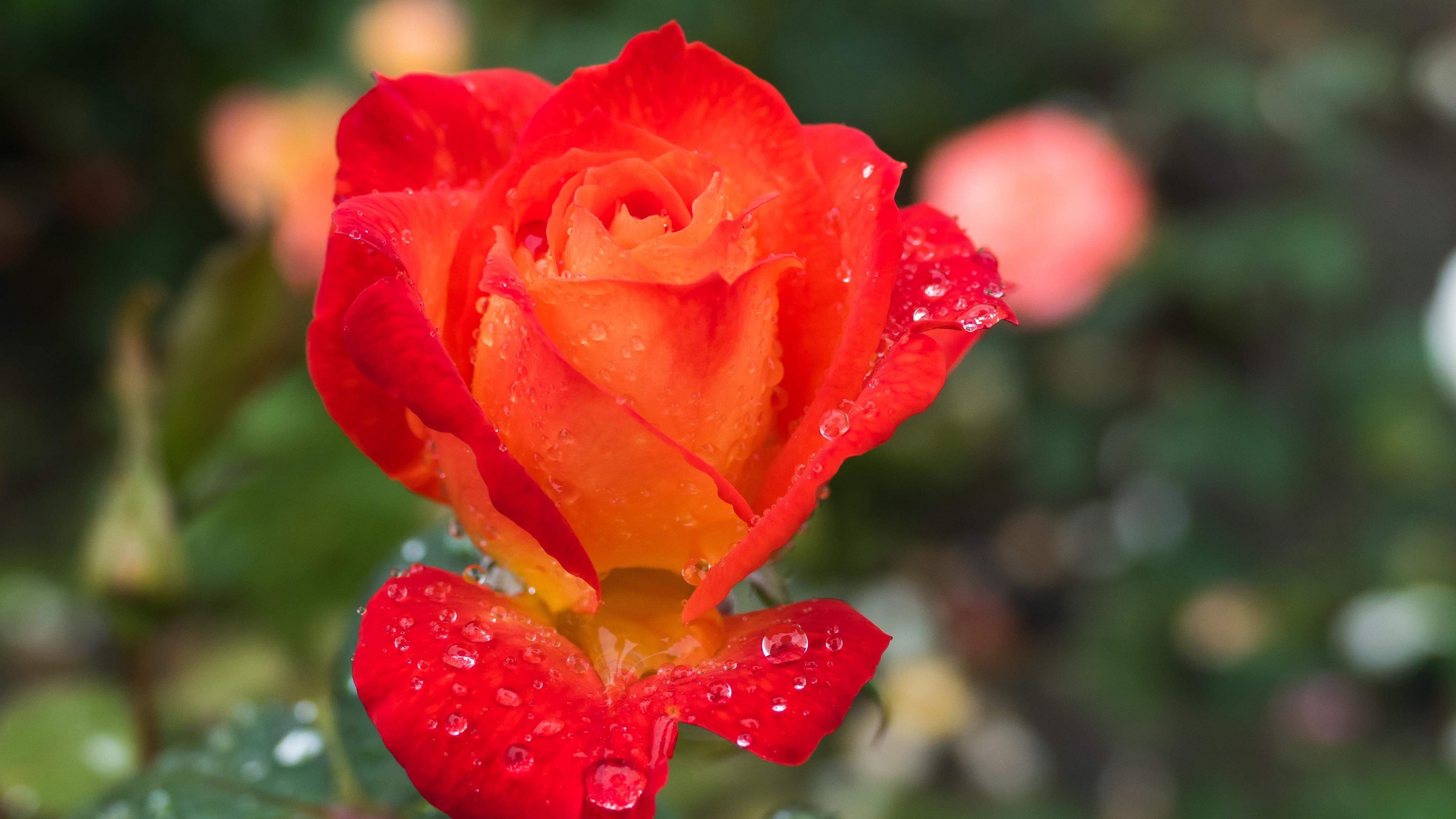 Flower Rose Nature free image download