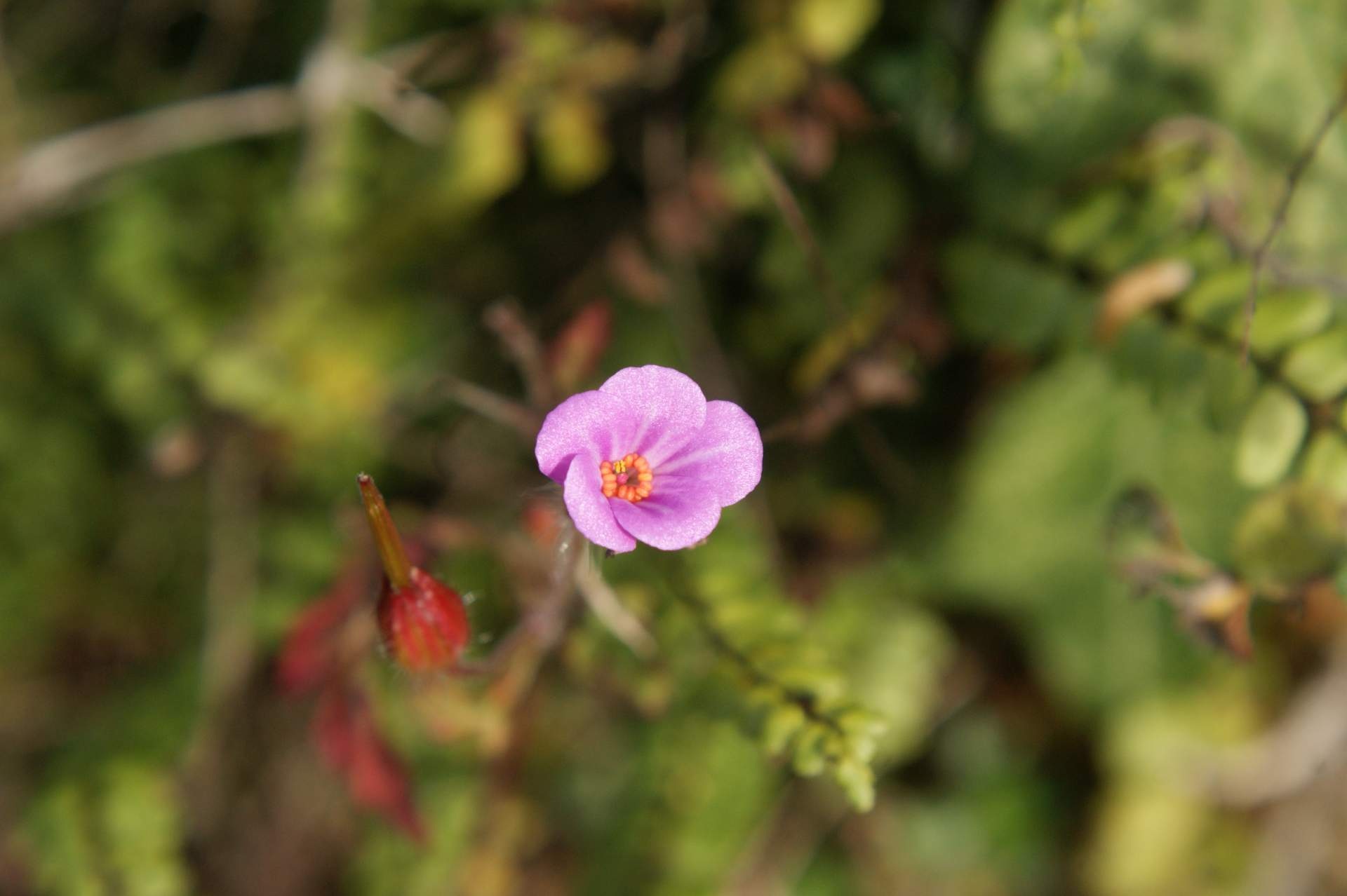 Nature Beautiful Flower Close Up free image download