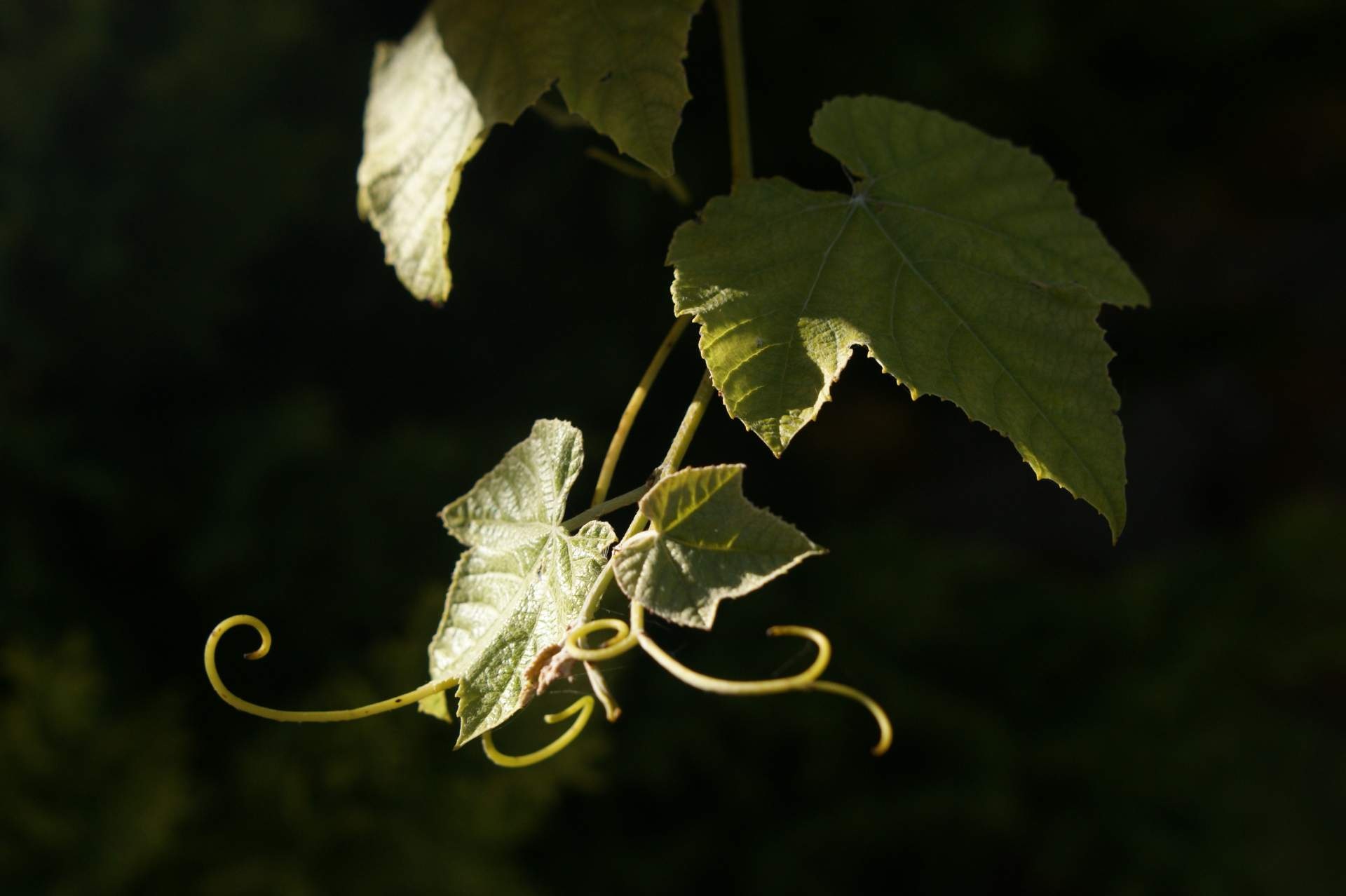 Nature Green Tree free image download