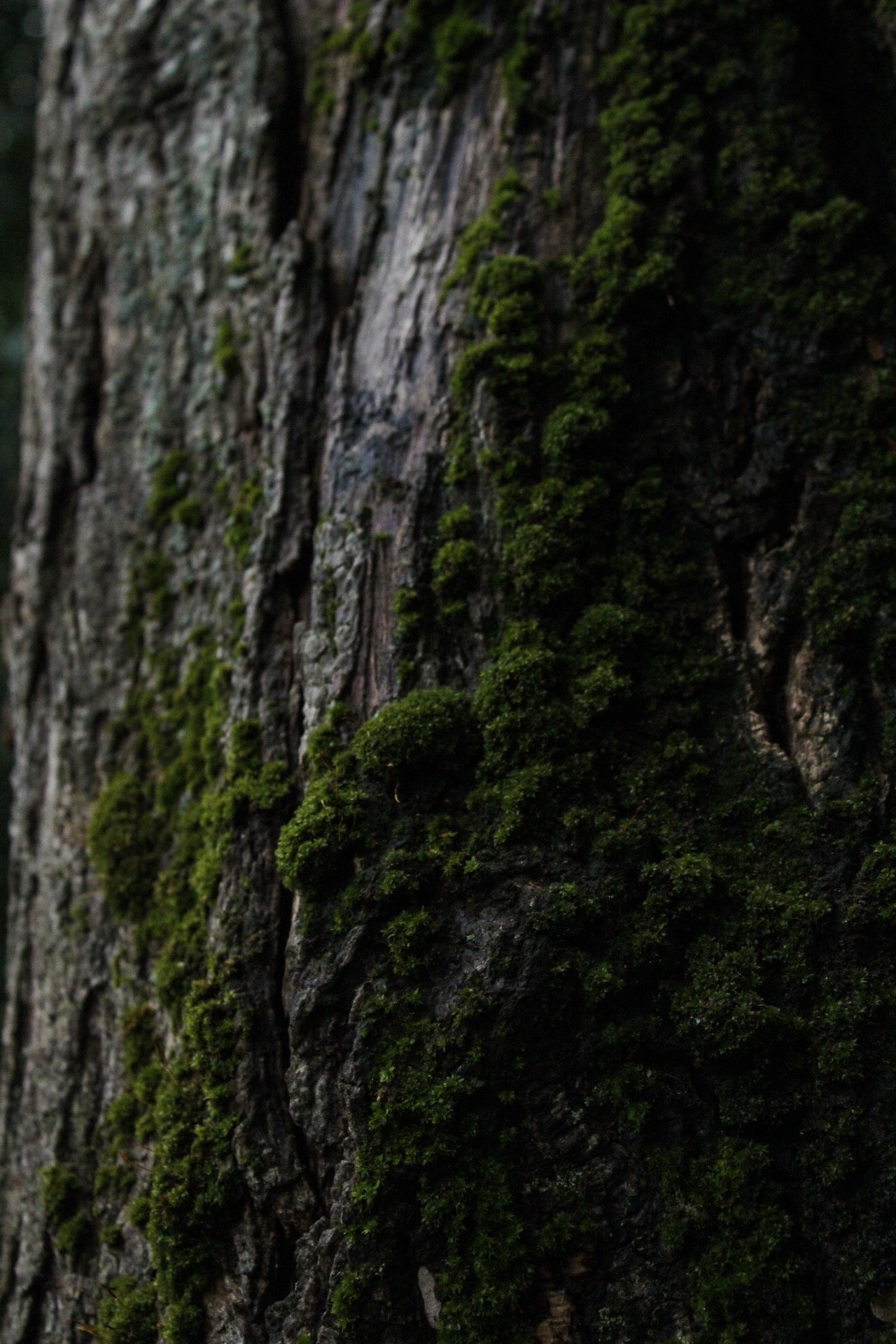 Tree Foam free image download