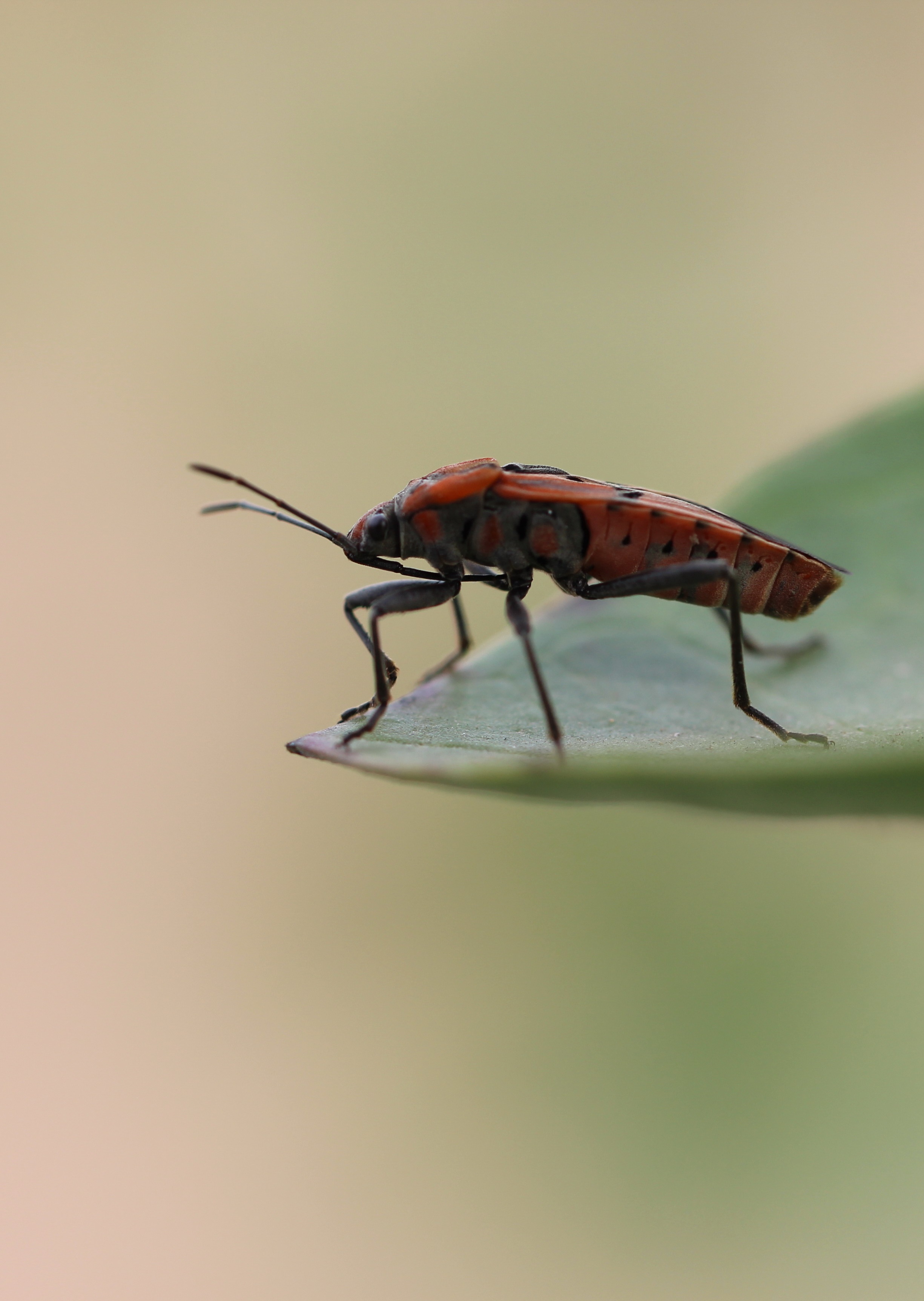 Bug Insect Nature free image download