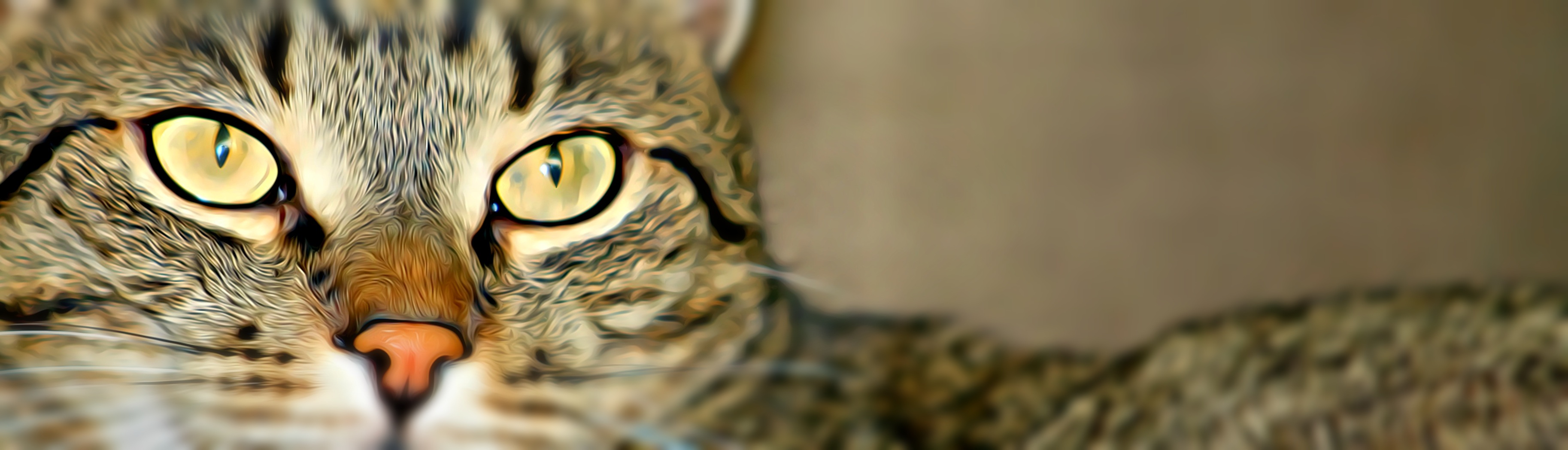 Kitten cat digital pets cat eye free image download