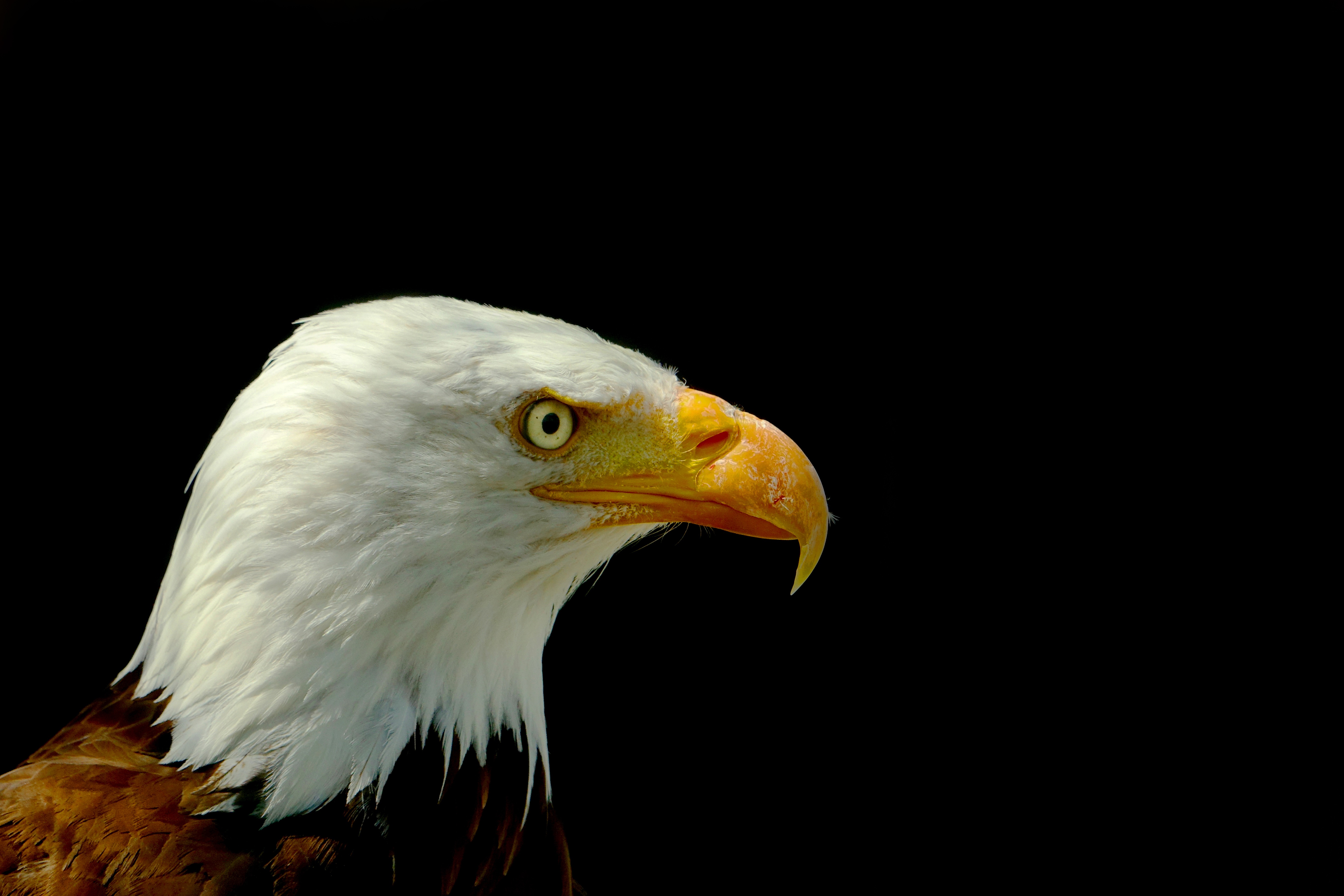 Bird Adler Bald Eagle free image download