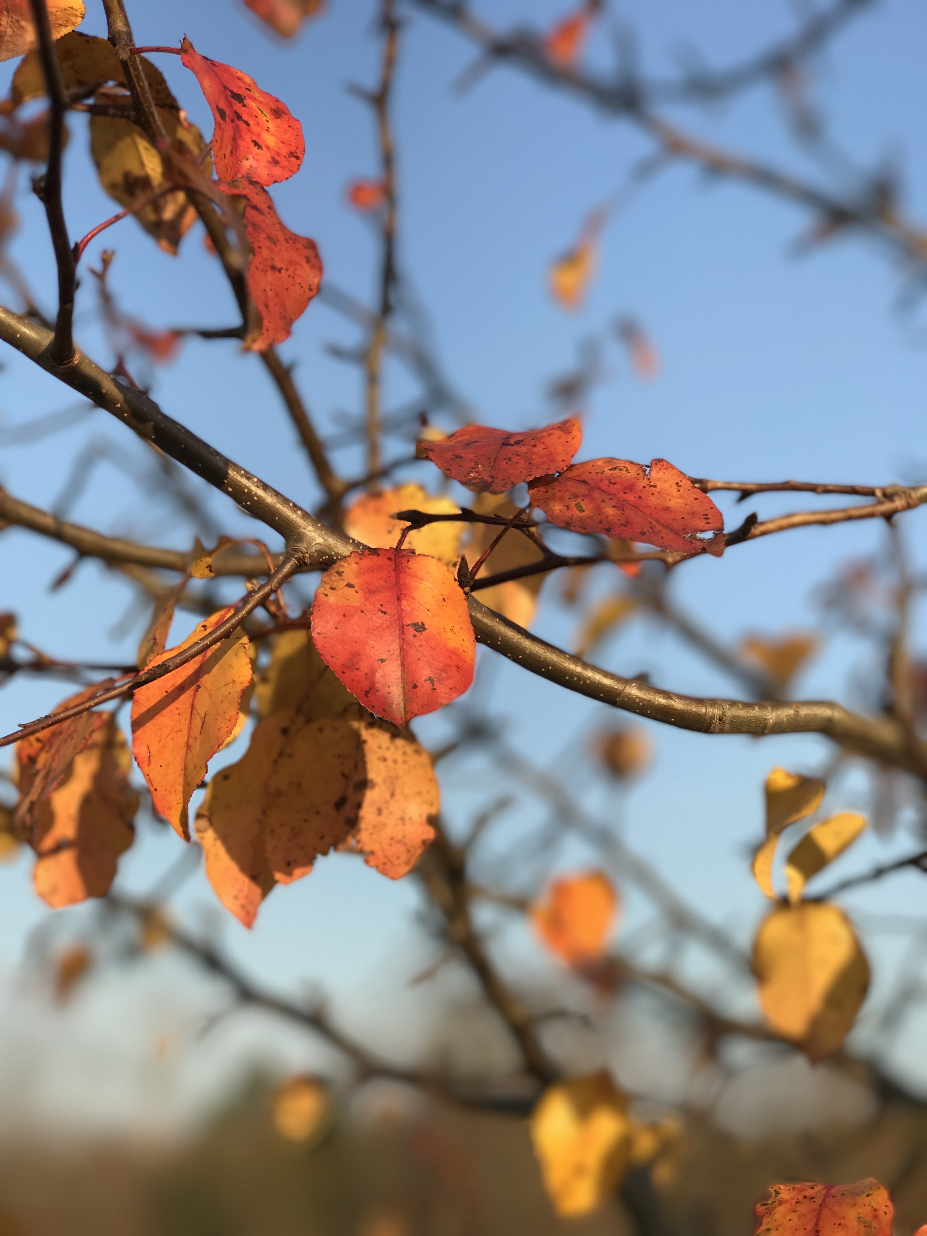 Fall Leaf Nature free image download