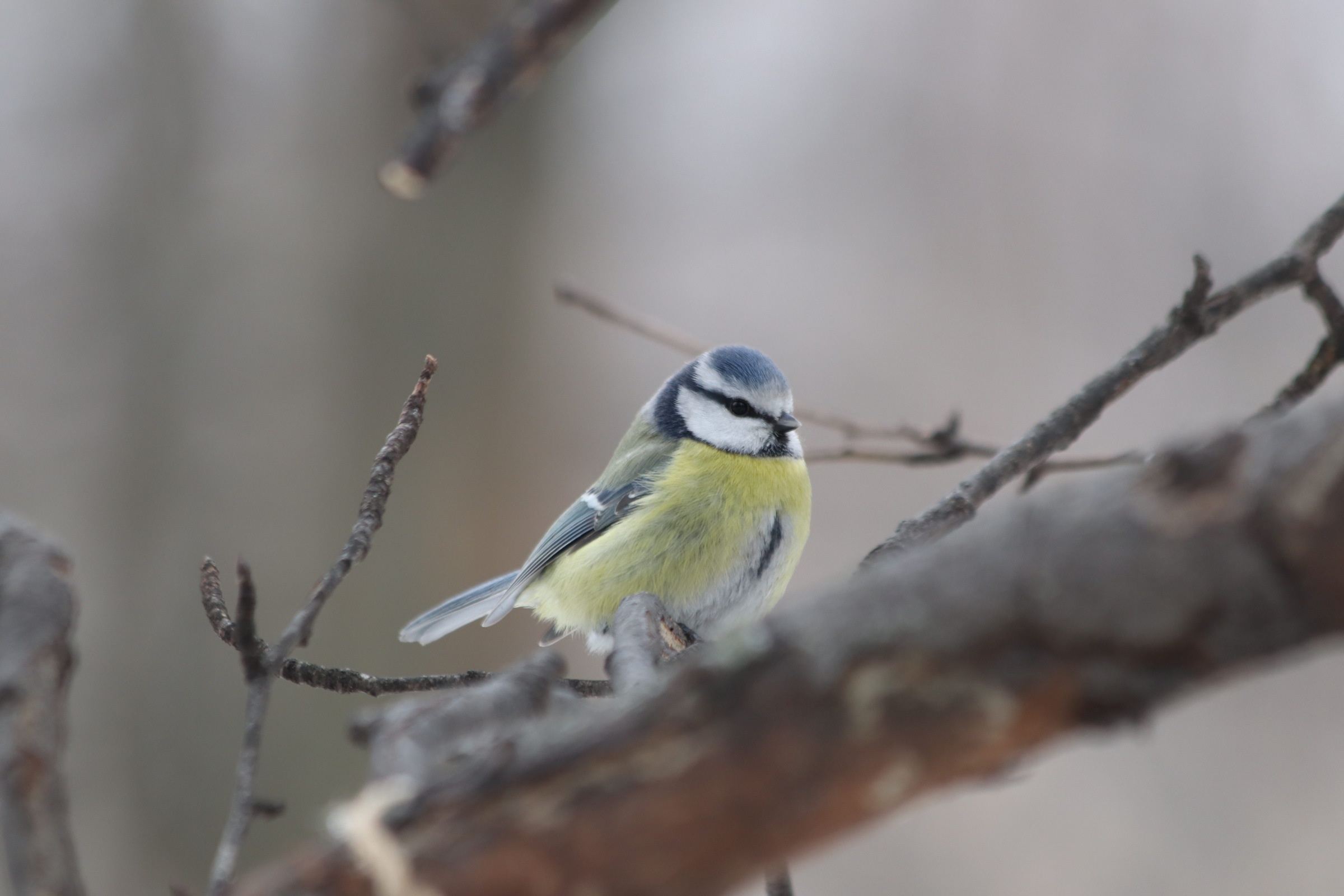 Living Nature Bird free image download