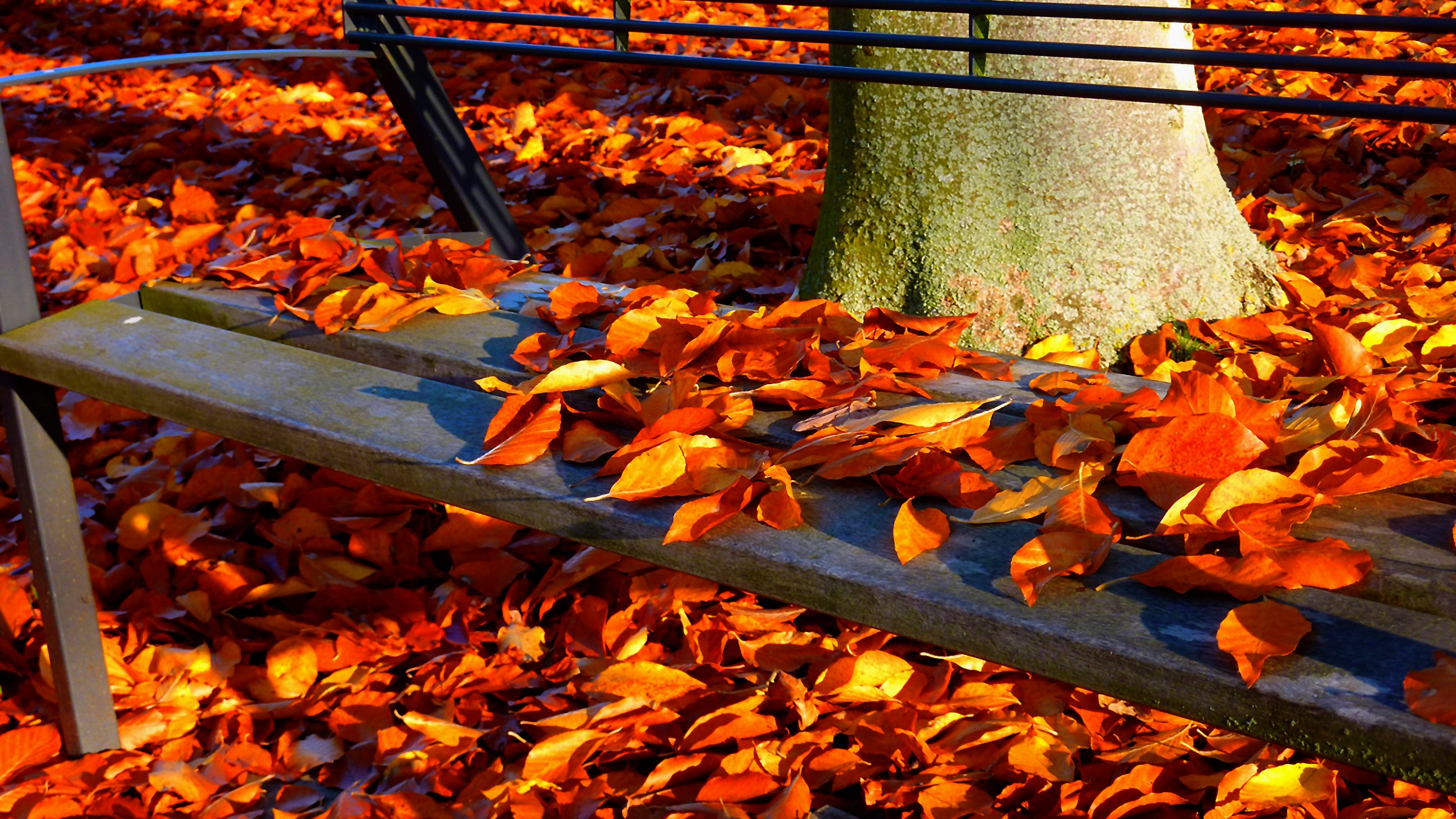 Autumn Forest Walk free image download