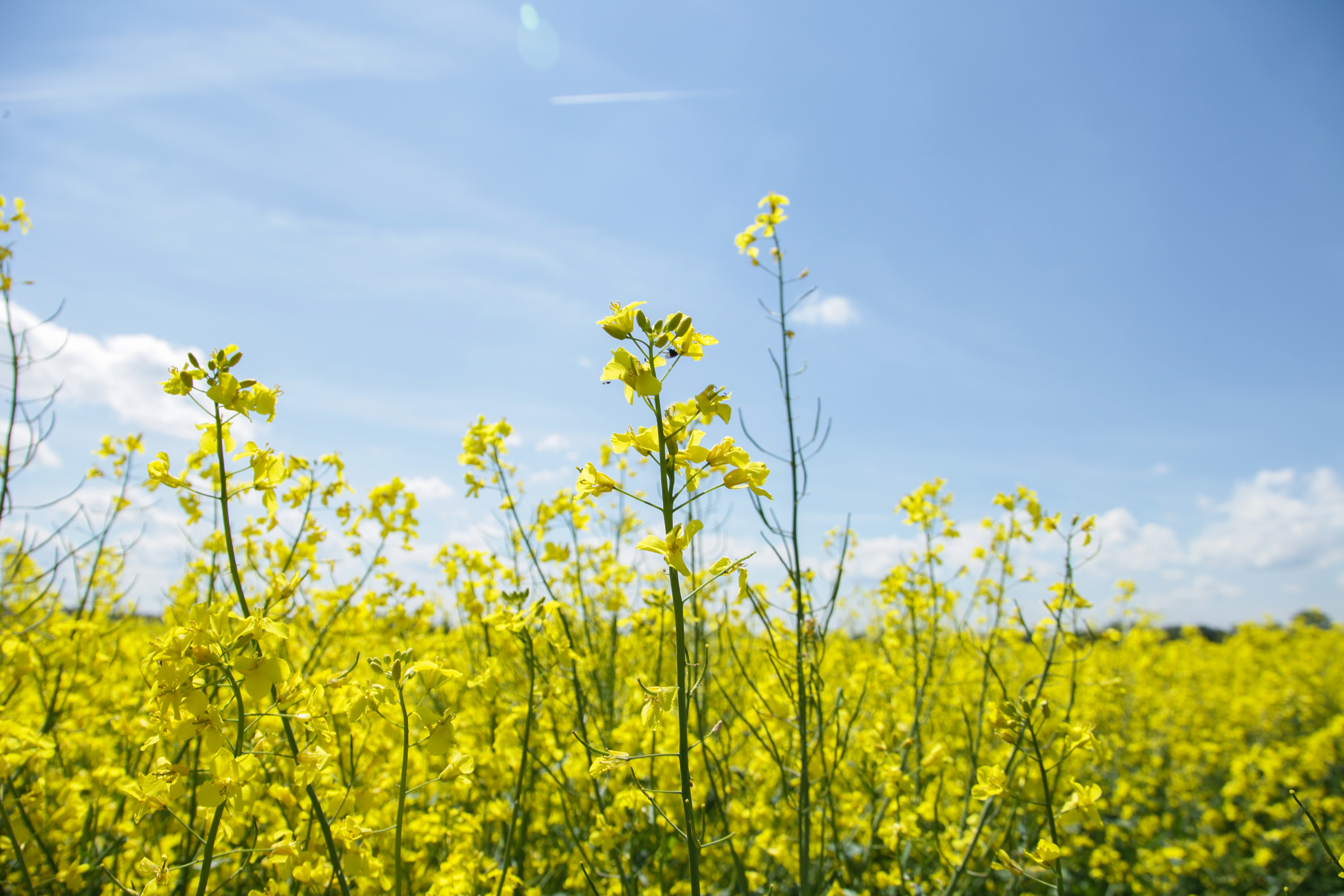Field Of Rapeseeds Oilseed Rape free image download