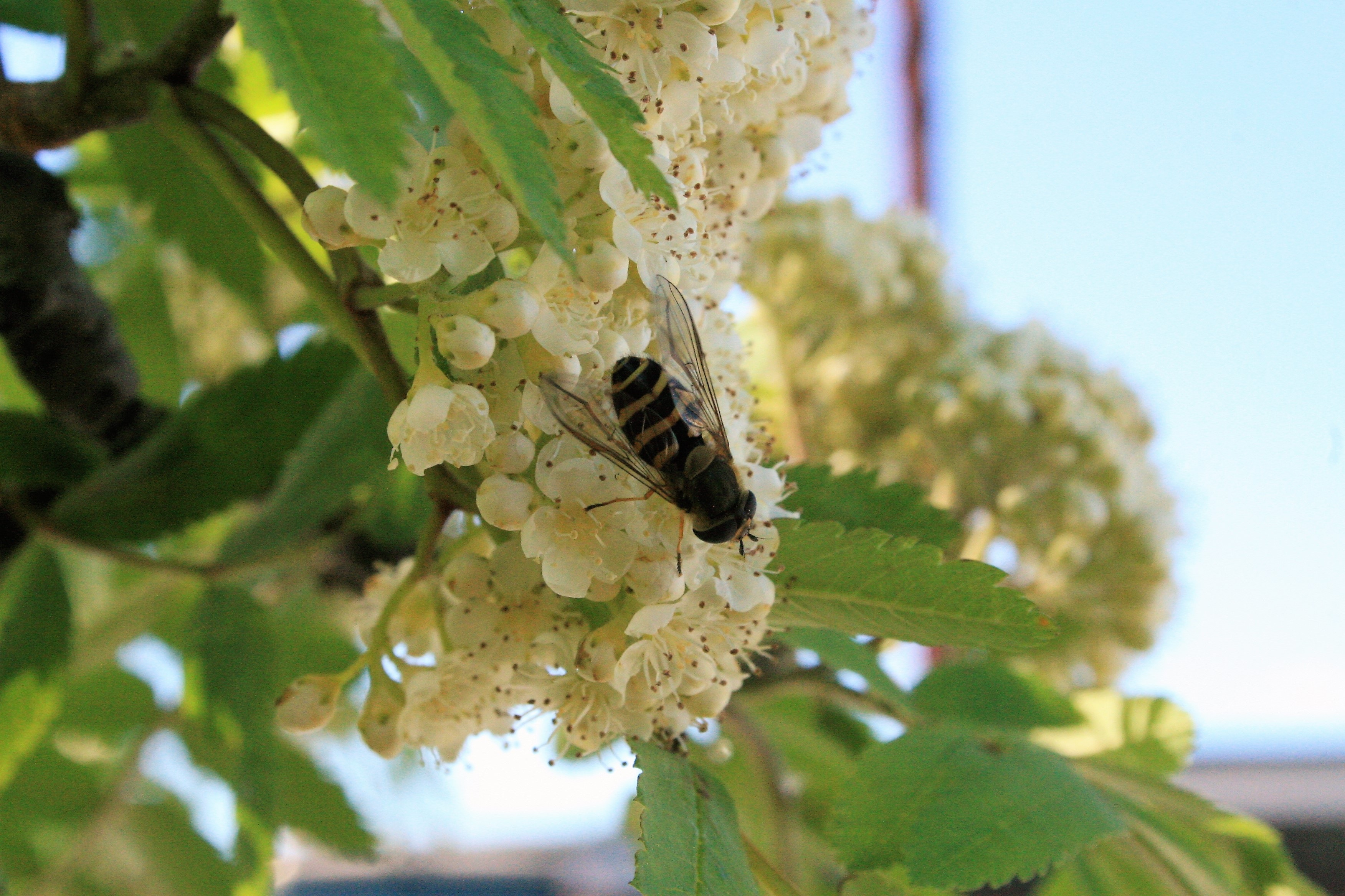 Insect Tree Flower free image download