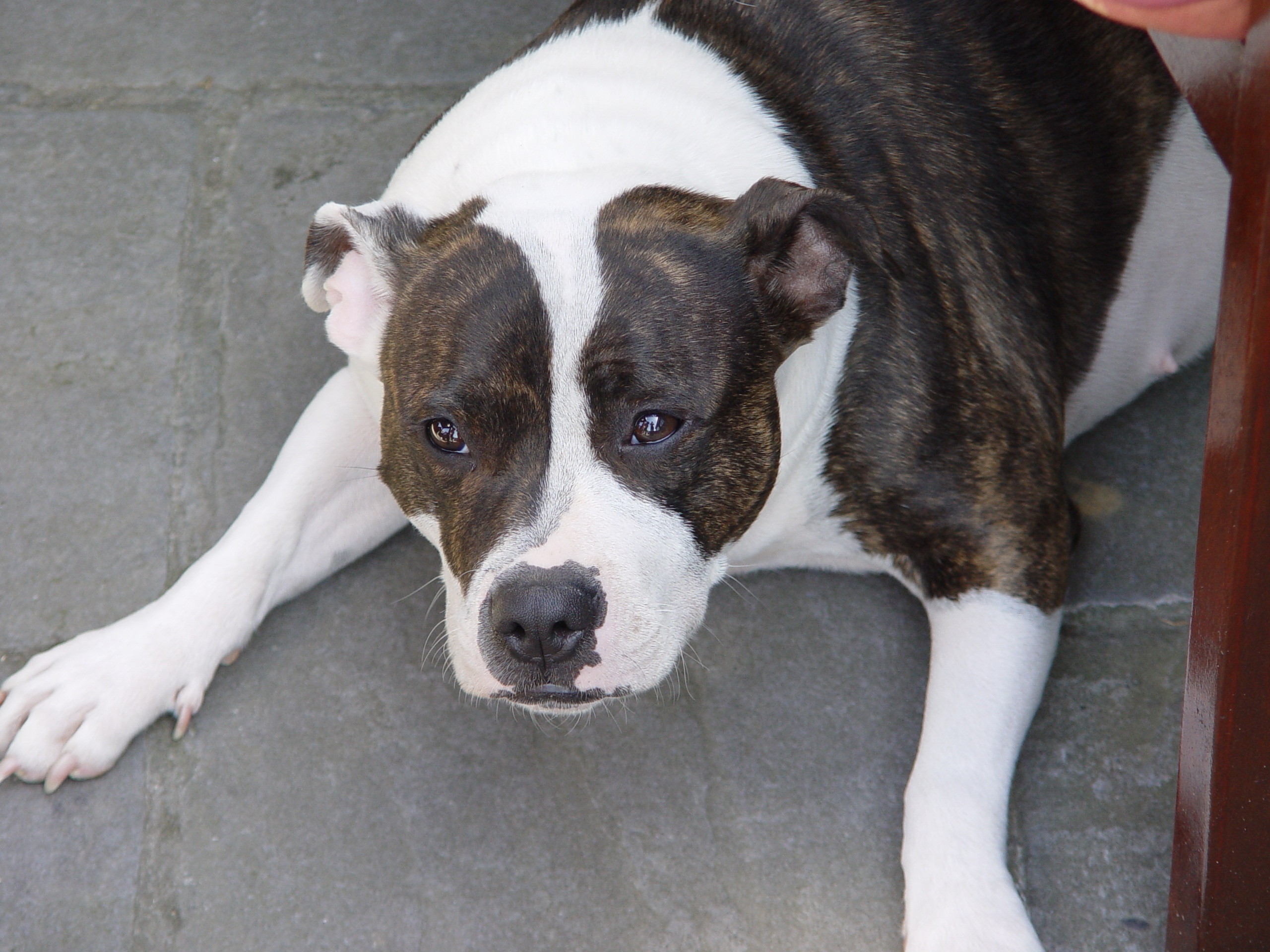 Animal Dog Canine free image download