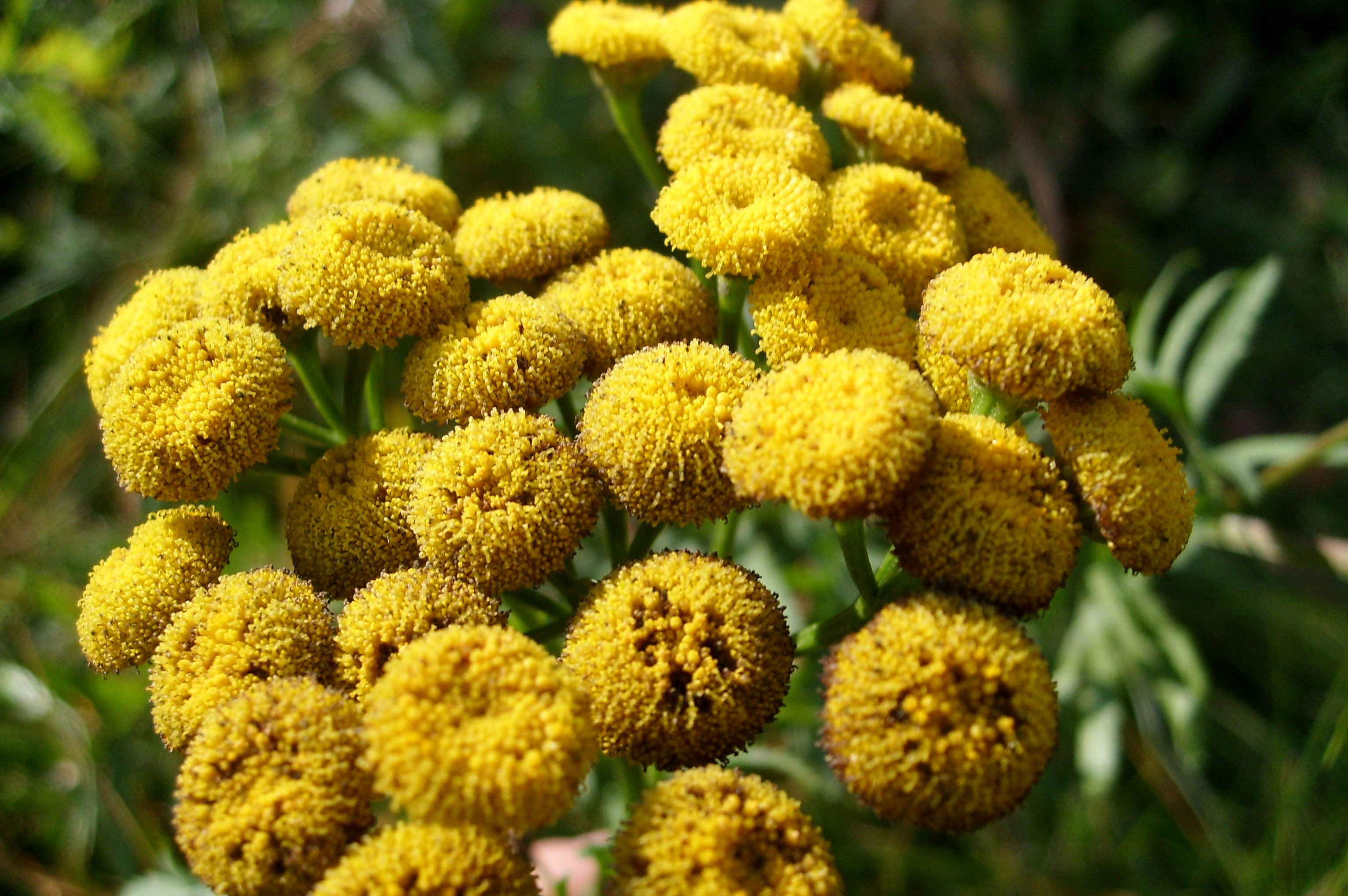 Plant Yellow Nature free image download