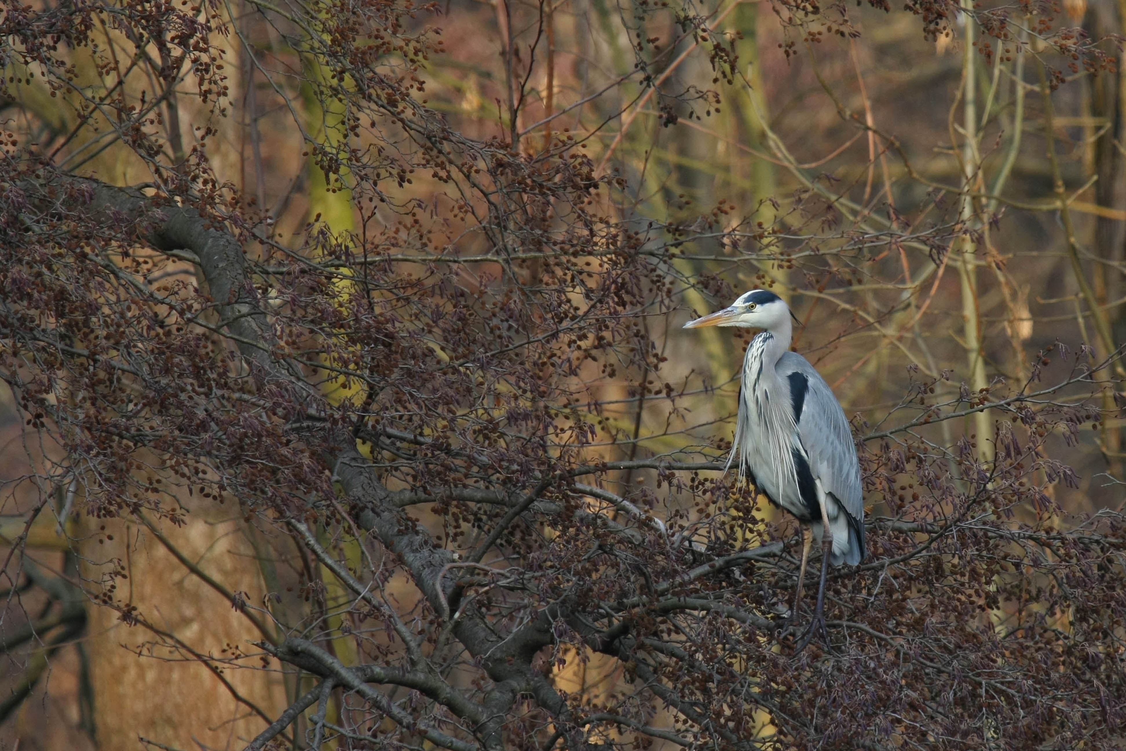 Wild Bird in forest free image download