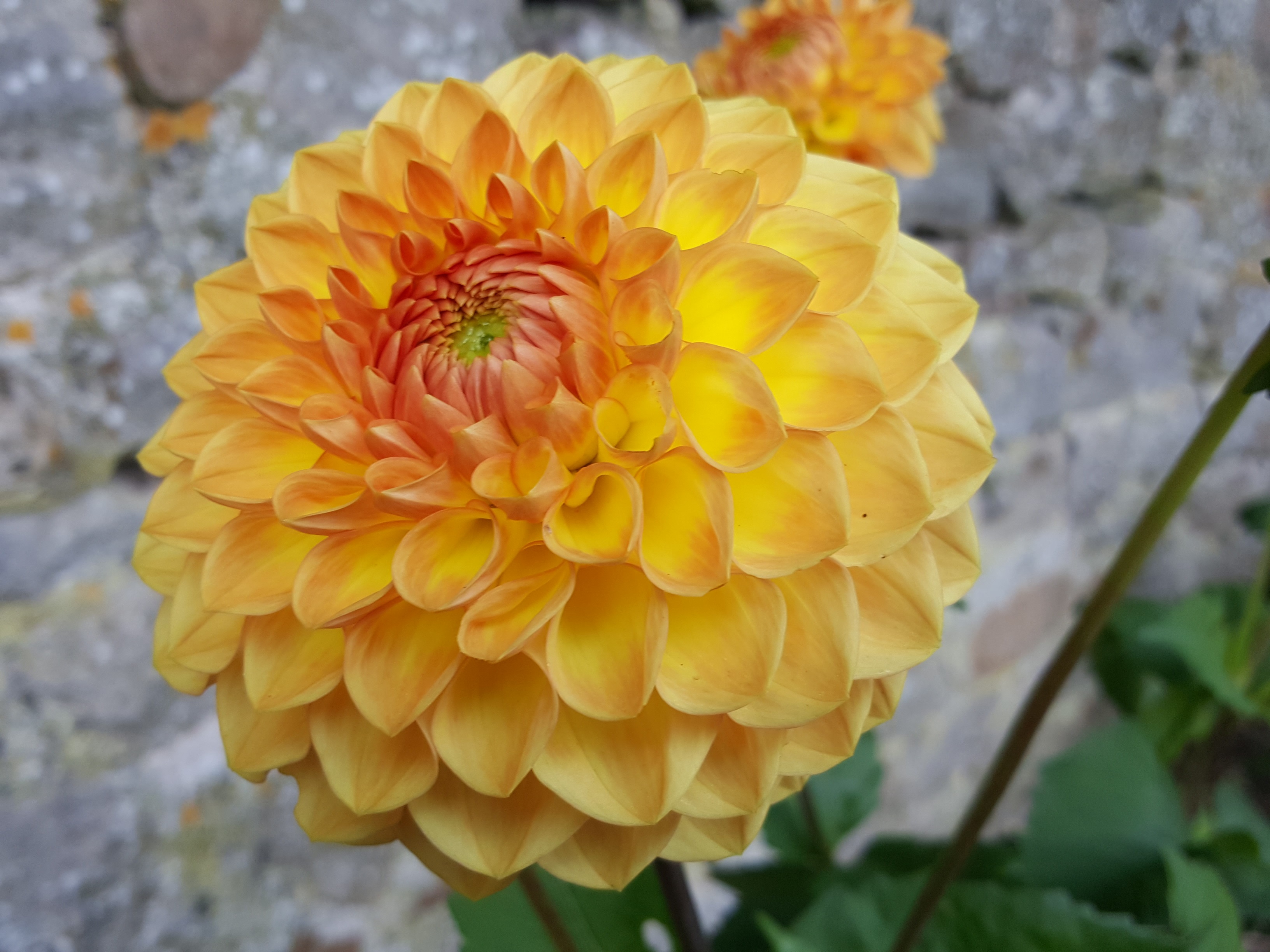 Nature Flora Flower free image download