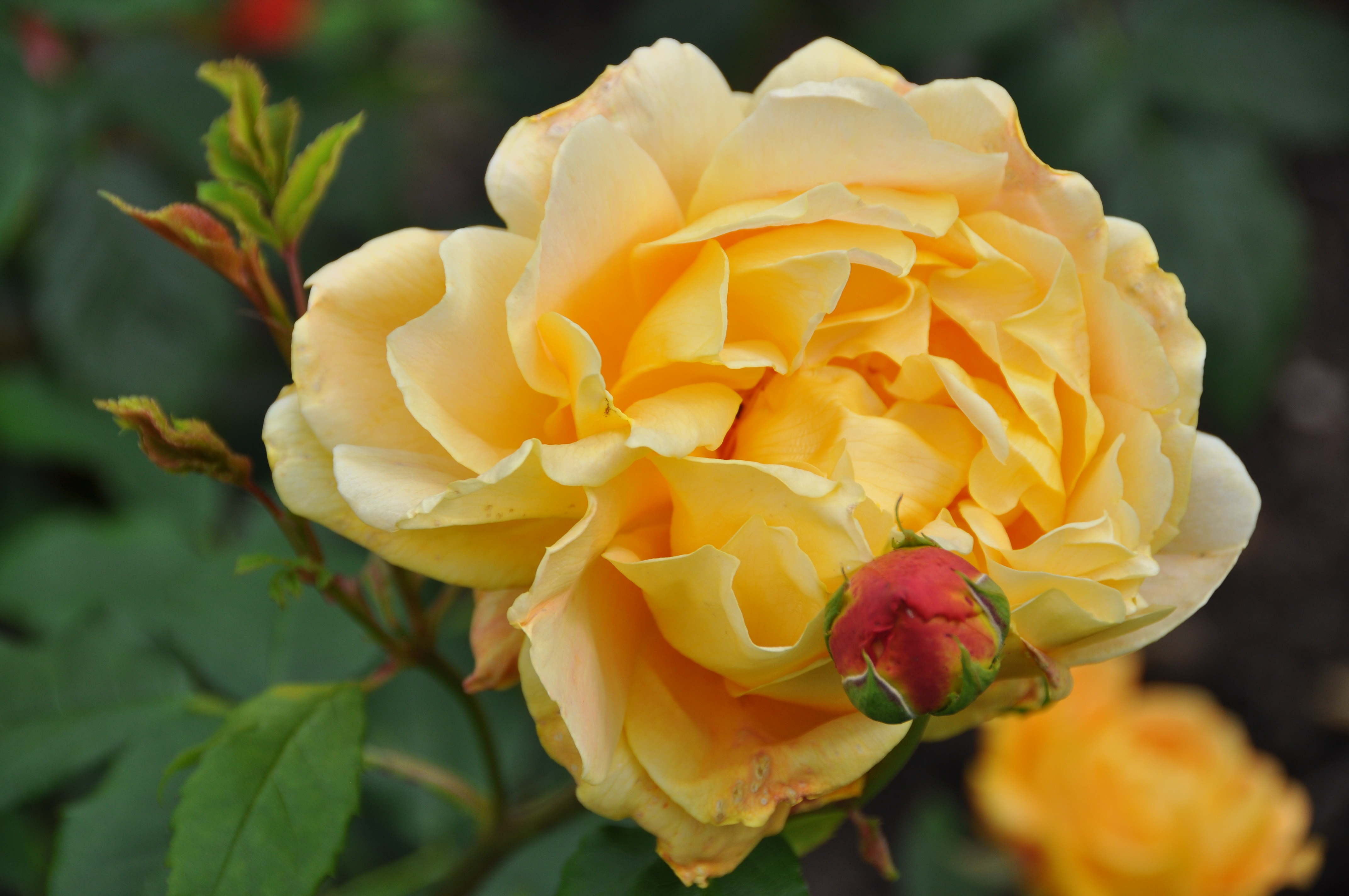 Rose Flower free image download
