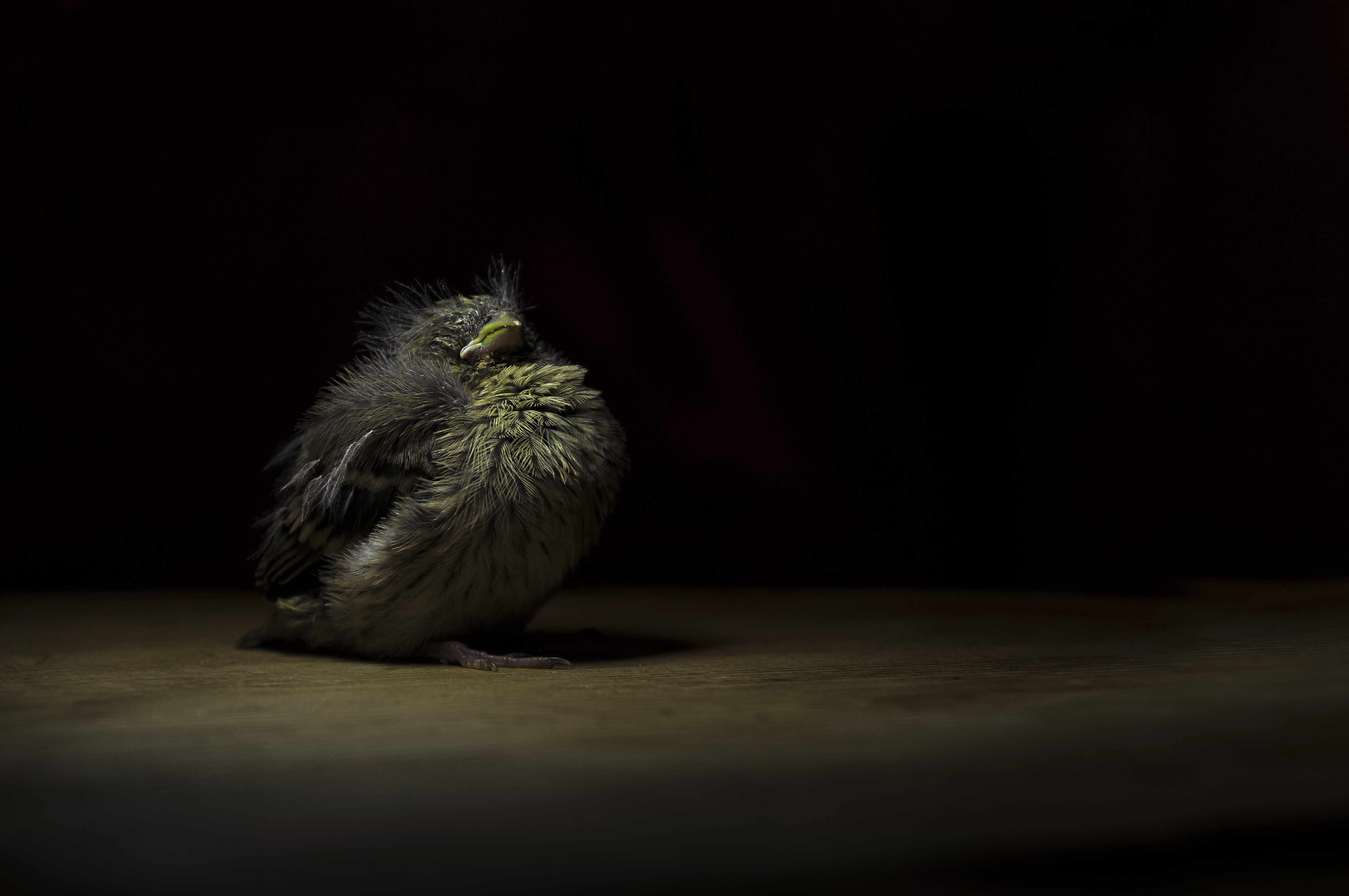 Wildlife Chick Bird free image download