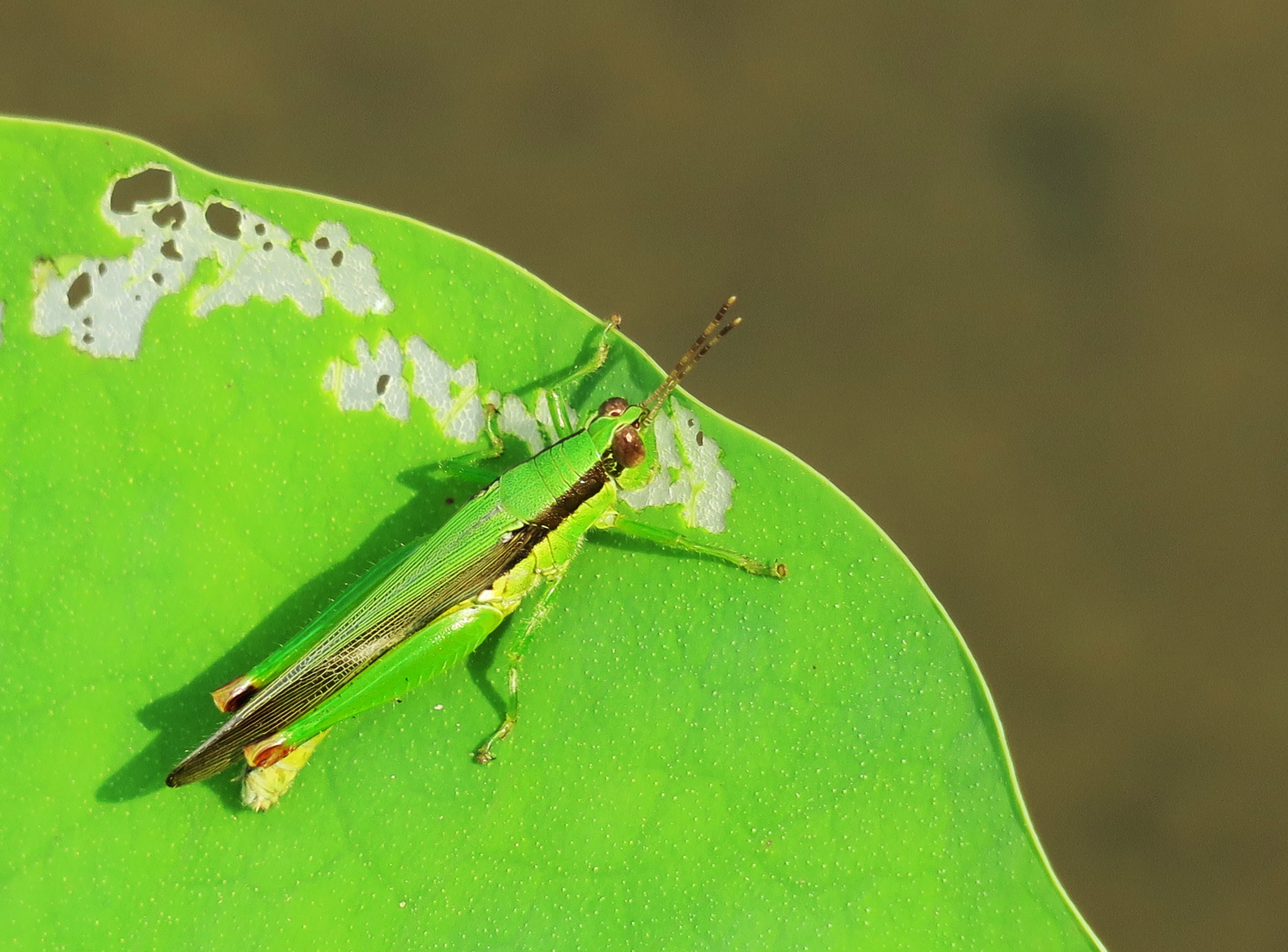 Nature Insect Leaf free image download