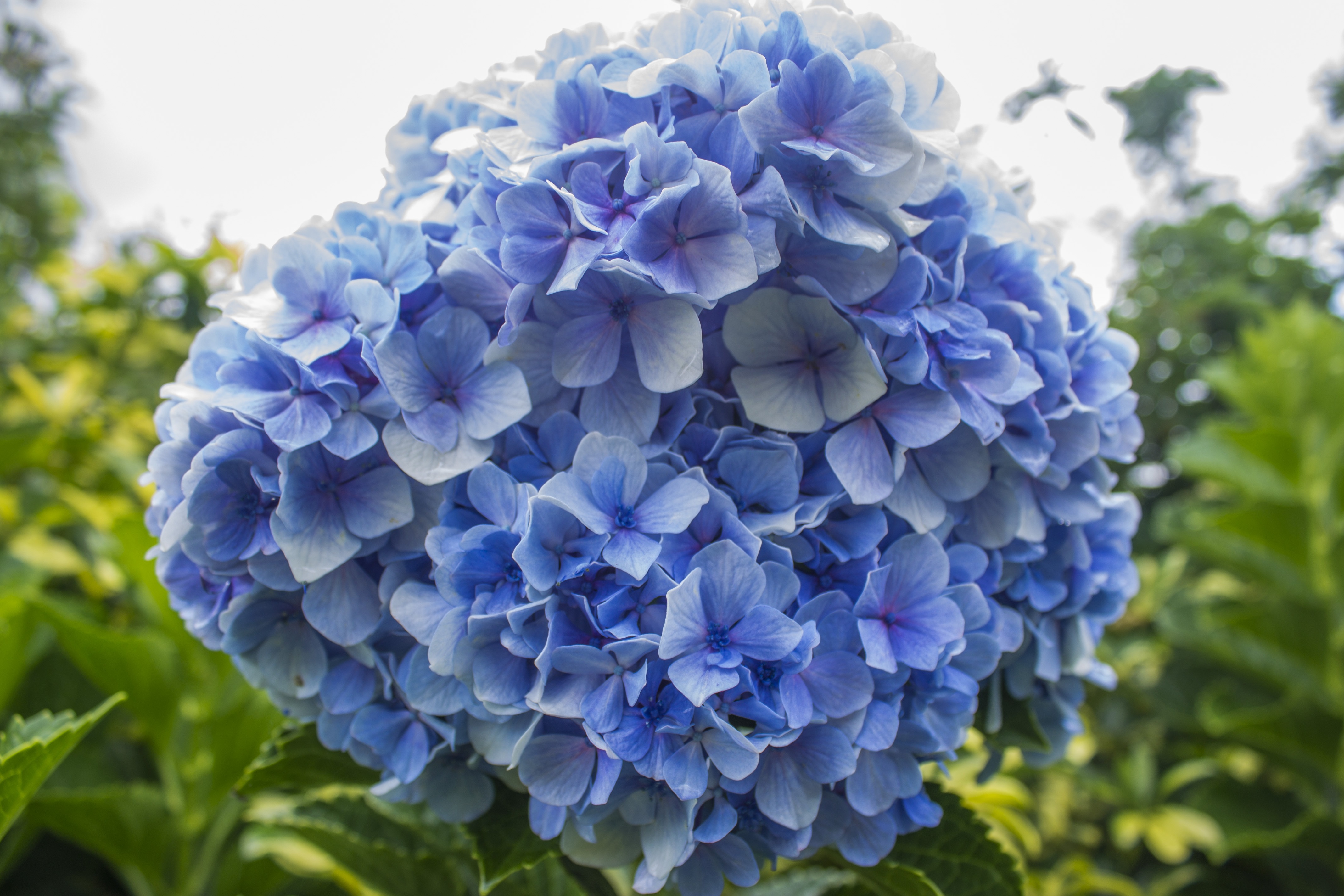Flowers Blue Nature free image download