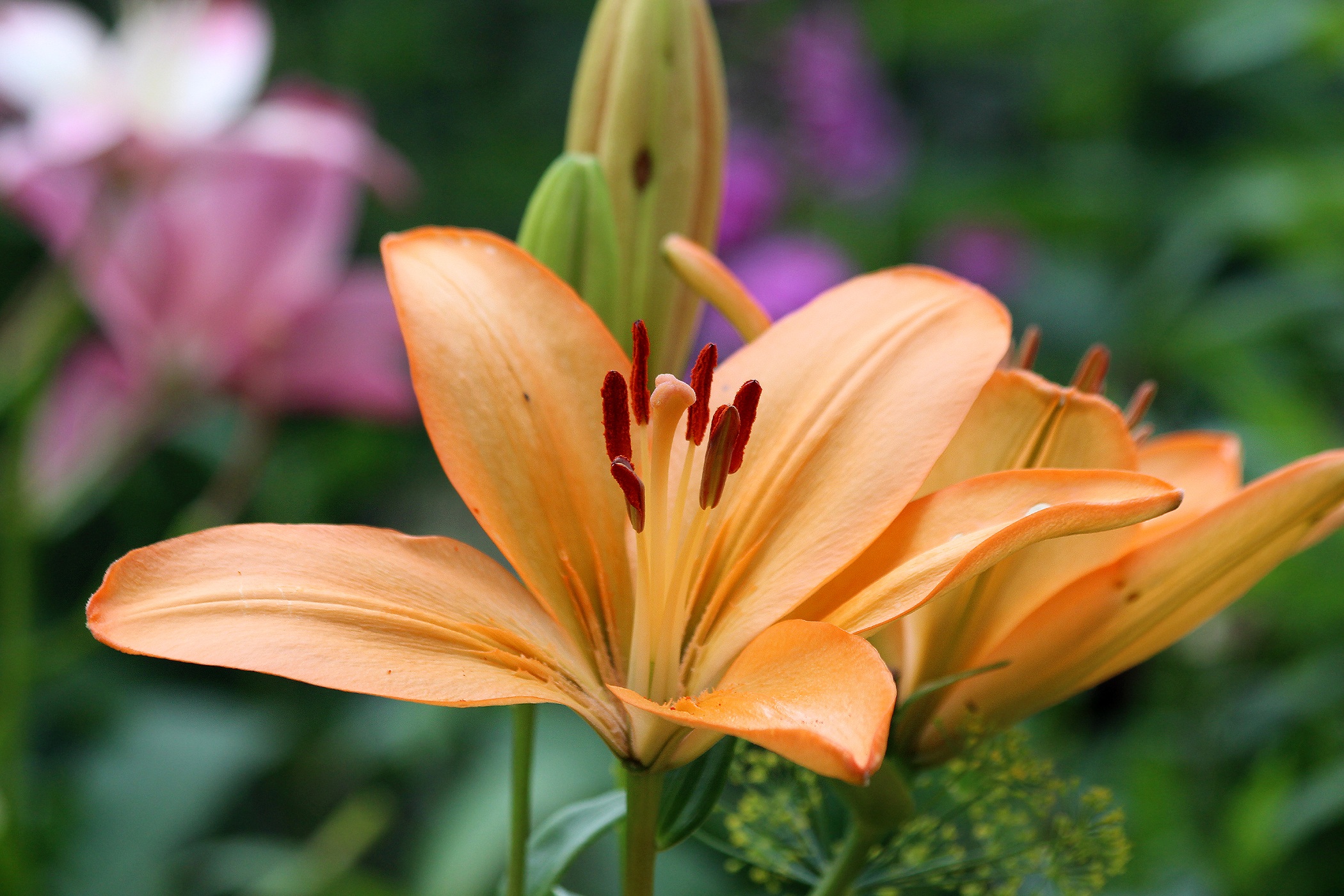 Lily Flower Nature free image download