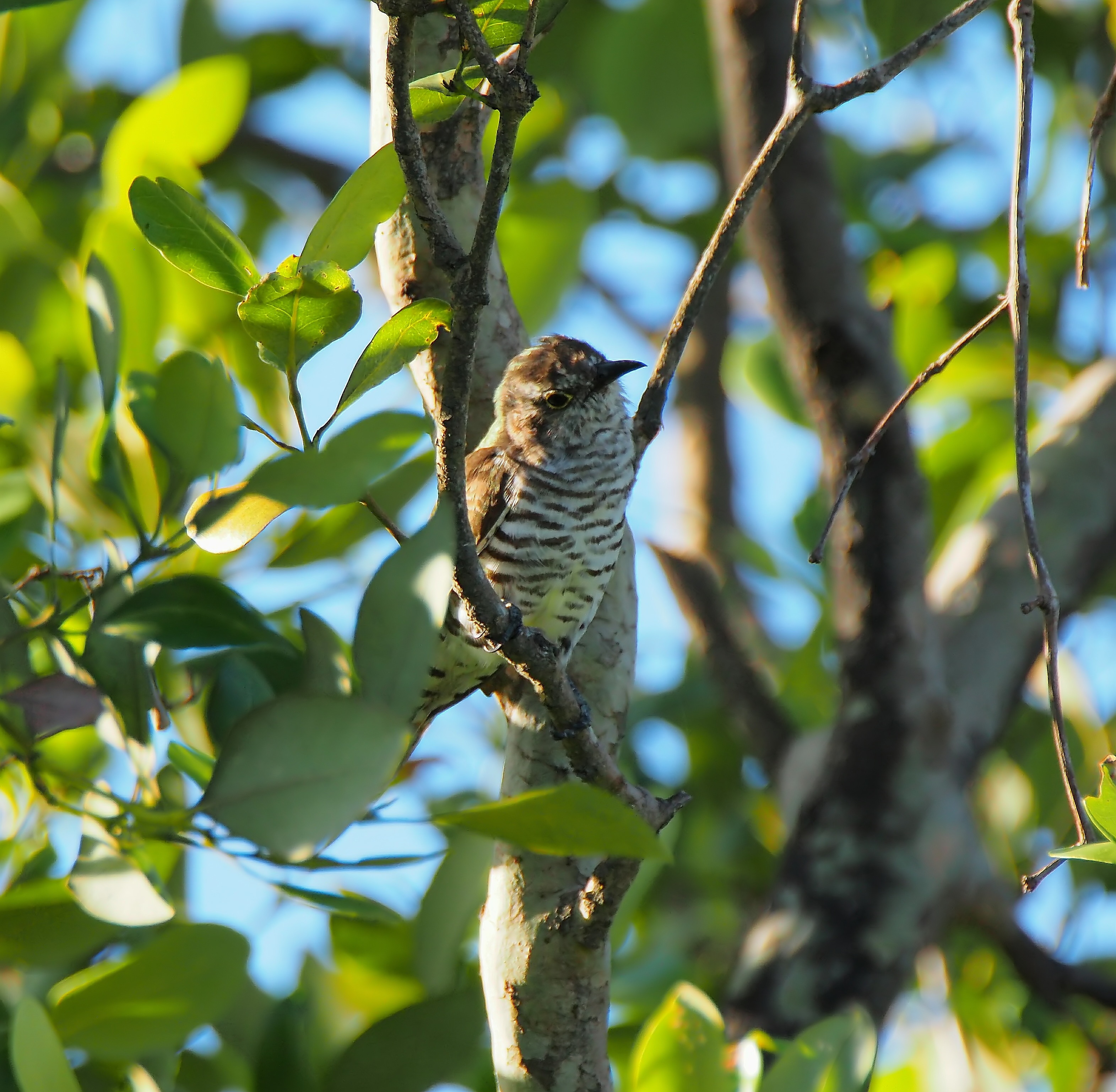 Bird Tree Wildlife free image download