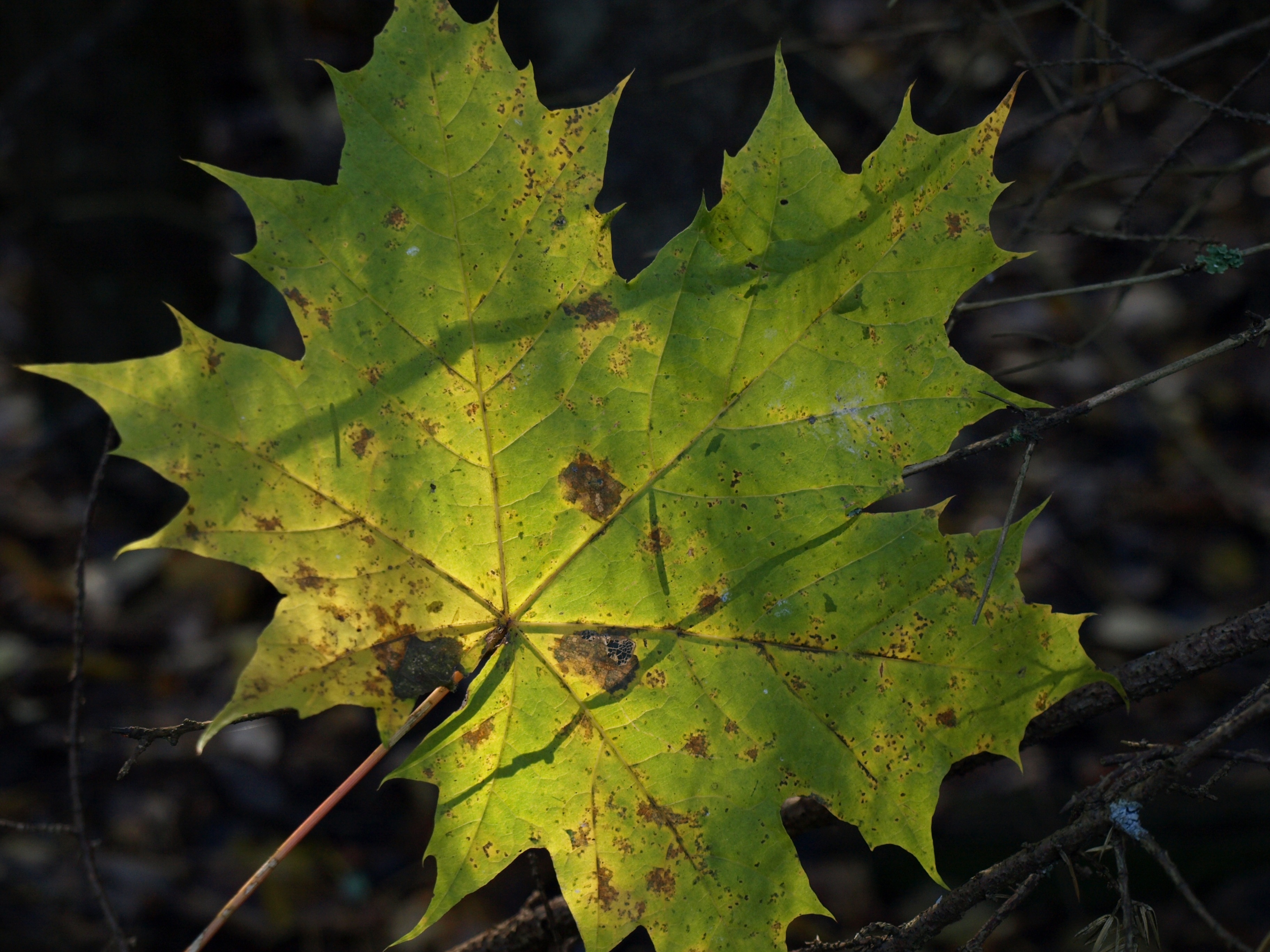 Leaf Green Nature Time Of free image download