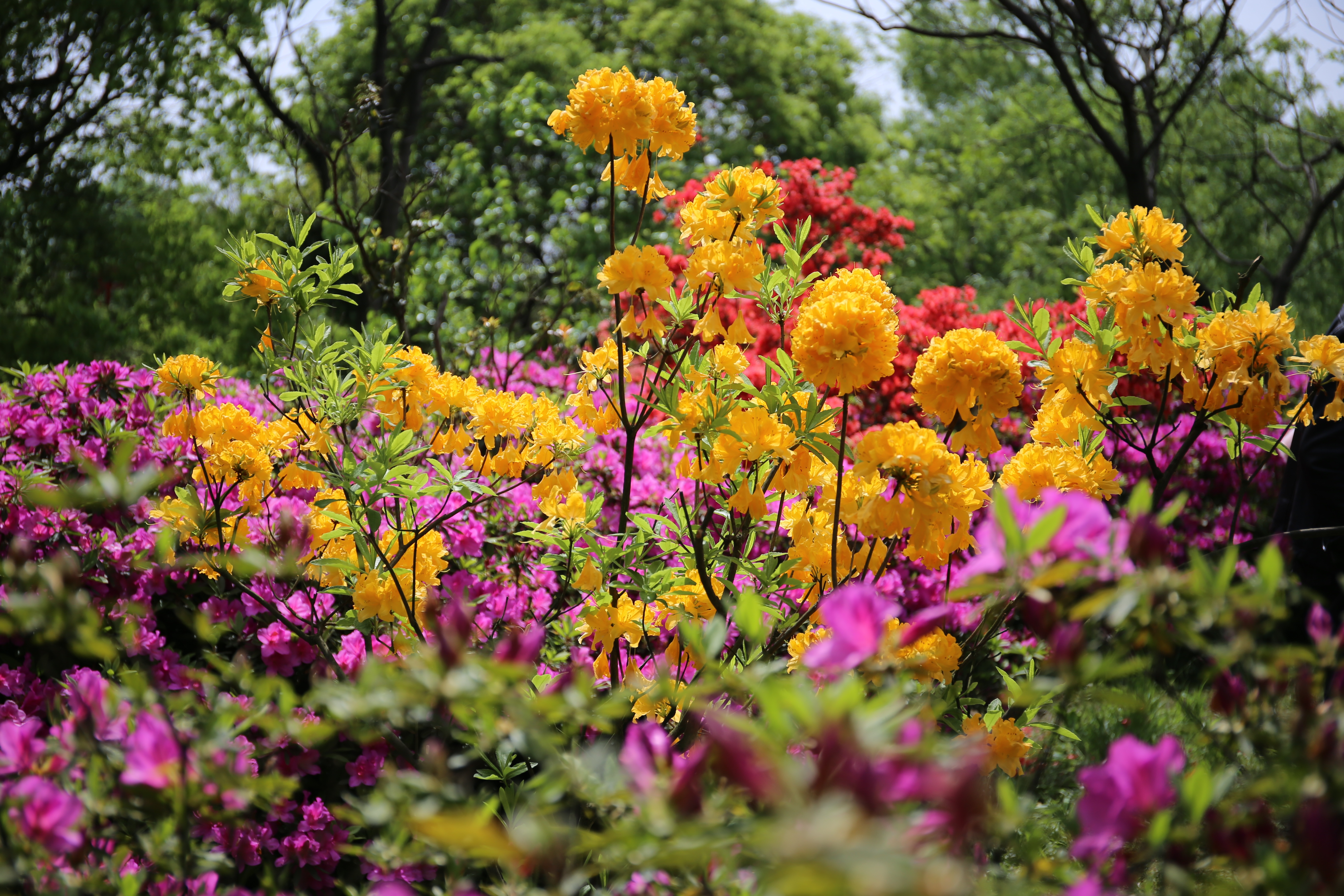 Azaleas Flower free image download