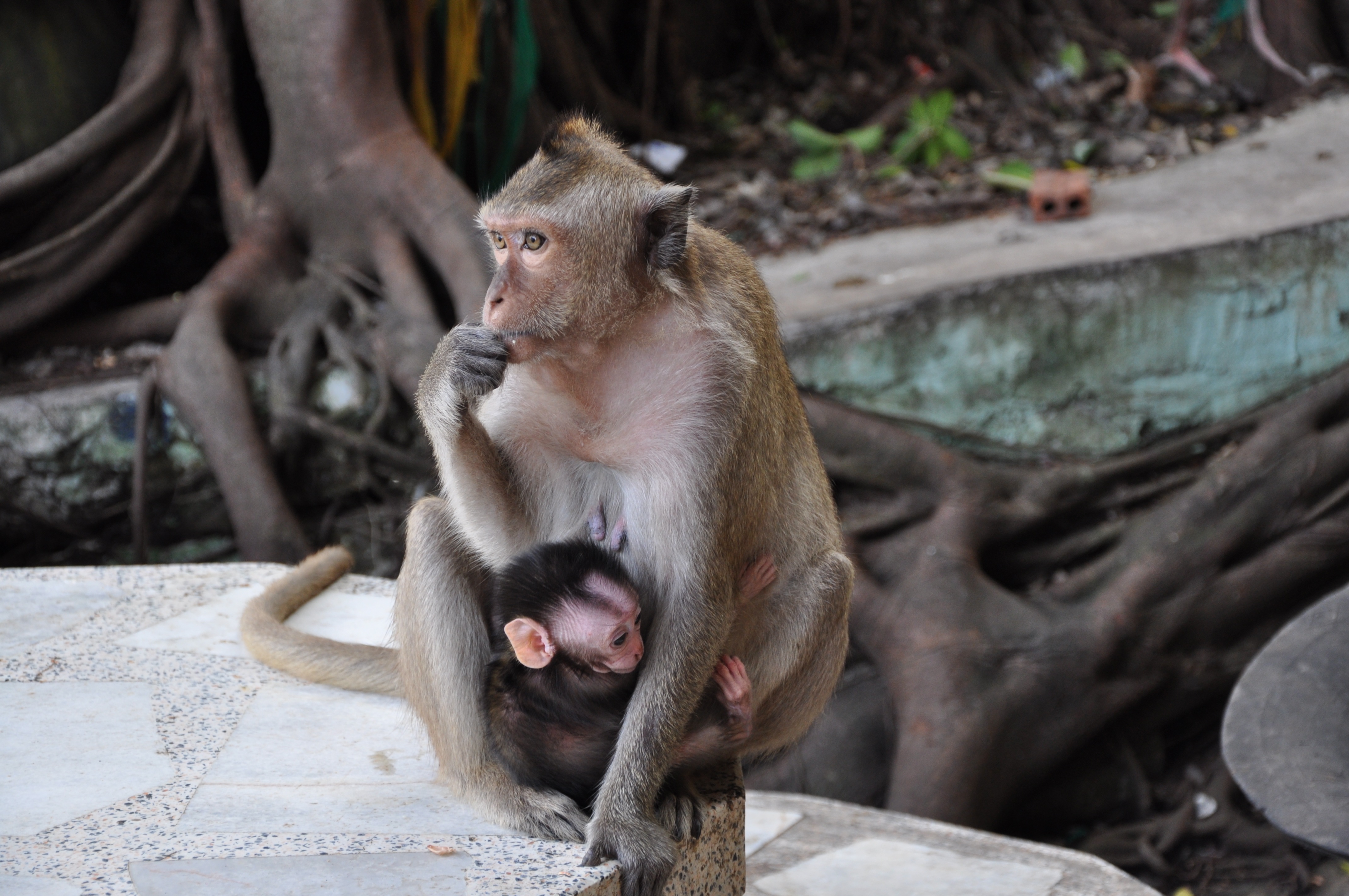 Monkey Mother And Child Nature free image download