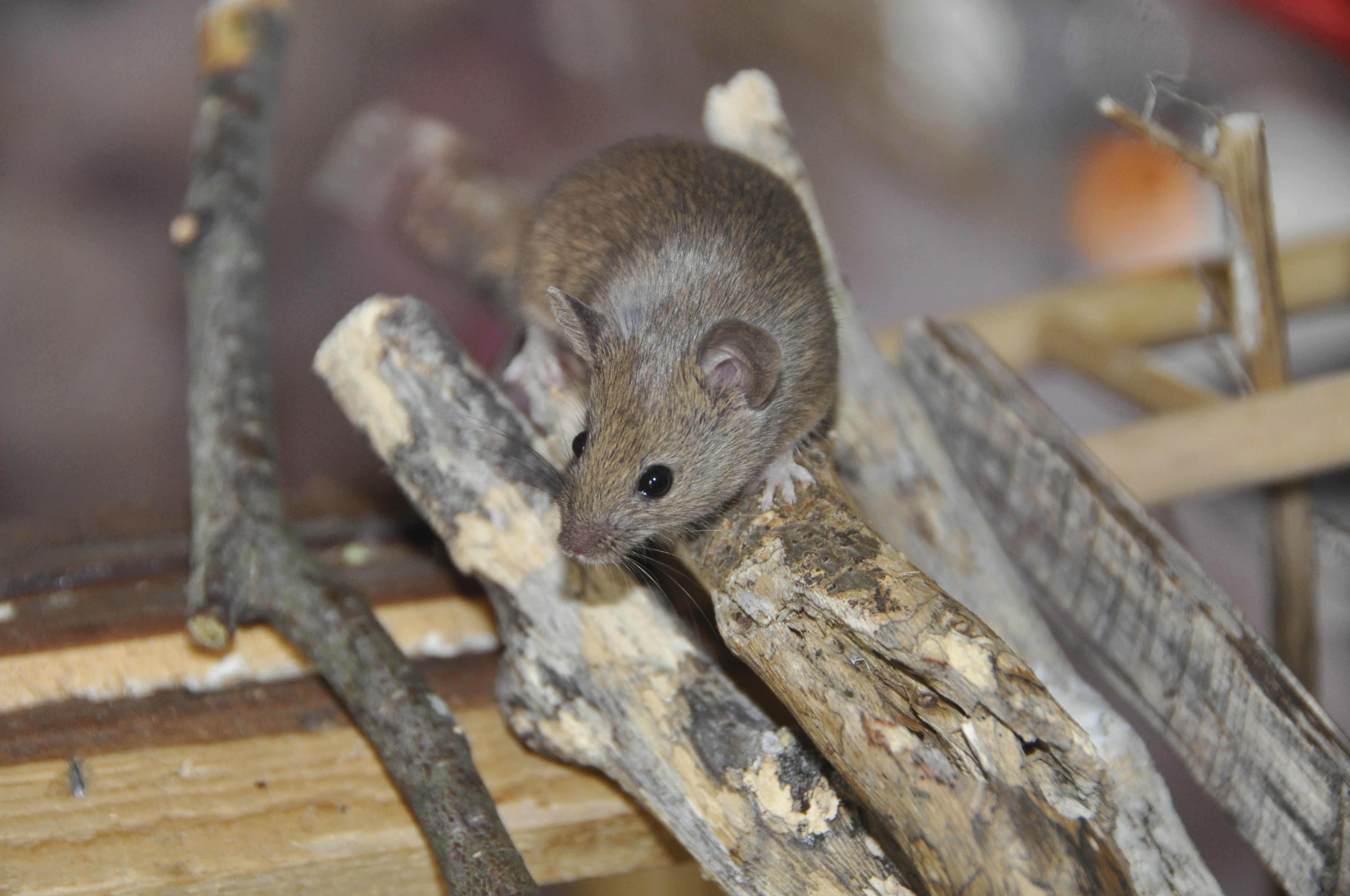 Mouse Animal free image download